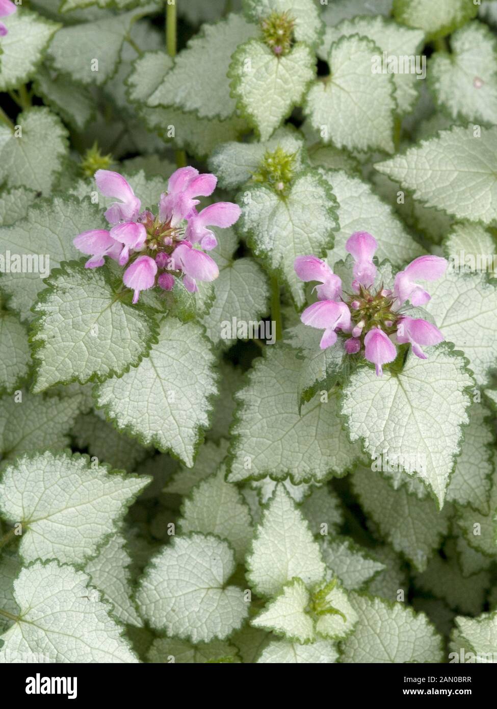 Lamium maculatum pink chablis Banque de photographies et d’images à ...