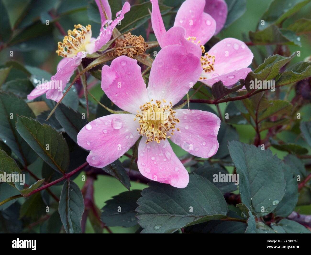 Rosa glauca Banque de photographies et d’images à haute résolution - Alamy