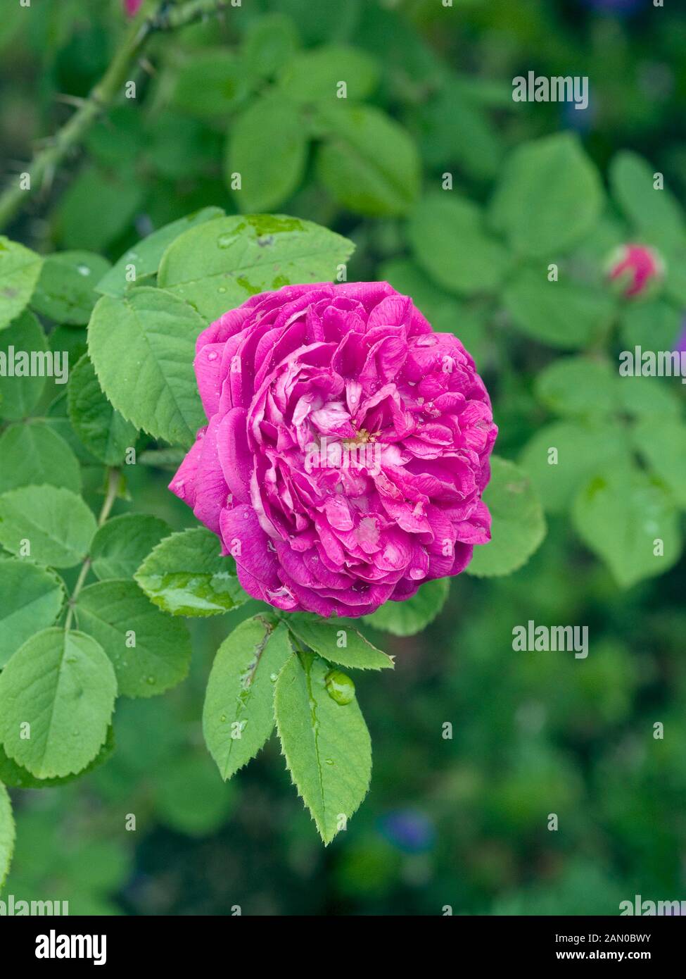 Rosa rose de rescht Banque de photographies et d’images à haute ...