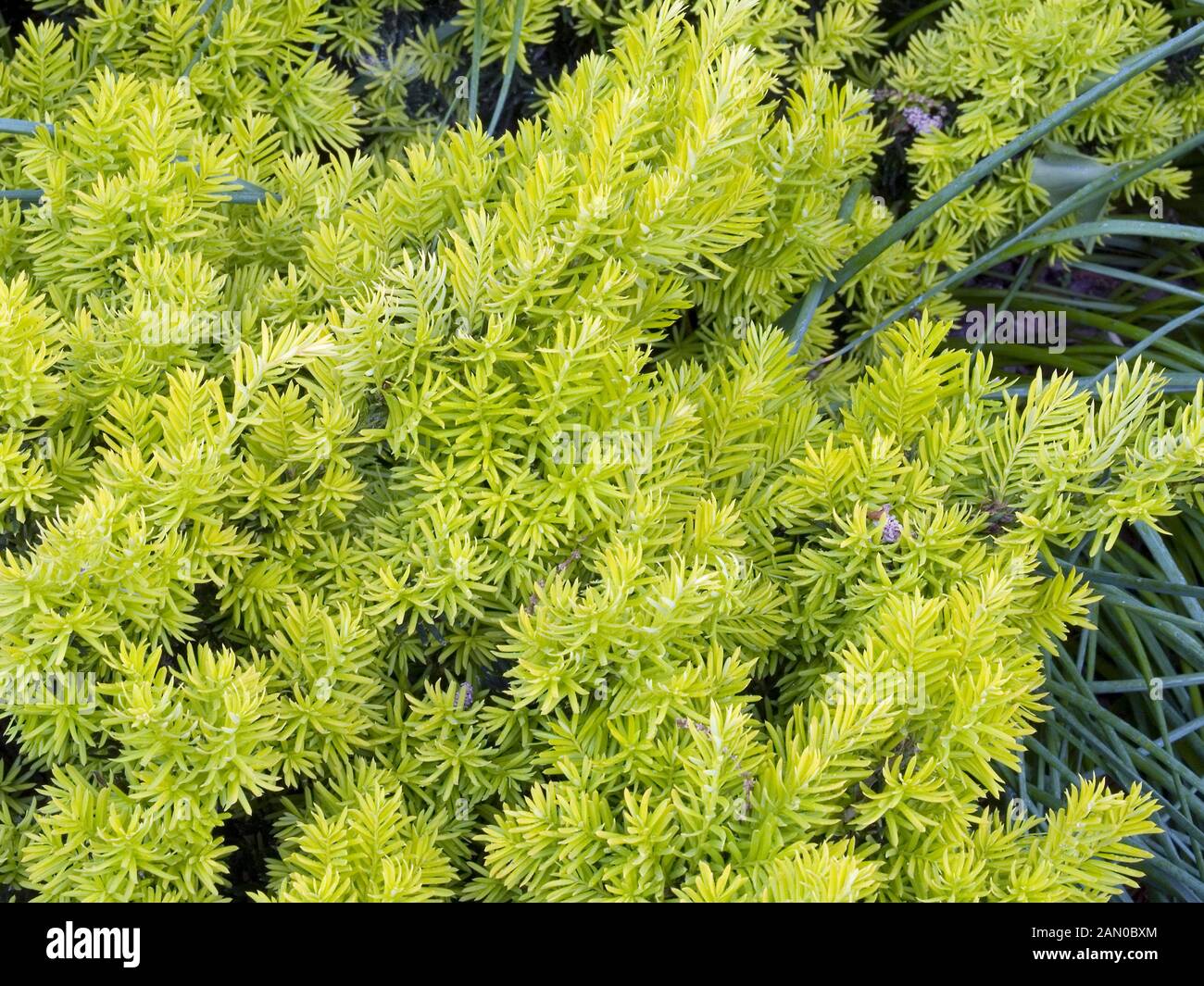 Taxus cuspidata nana aurescens Banque de photographies et d’images à ...