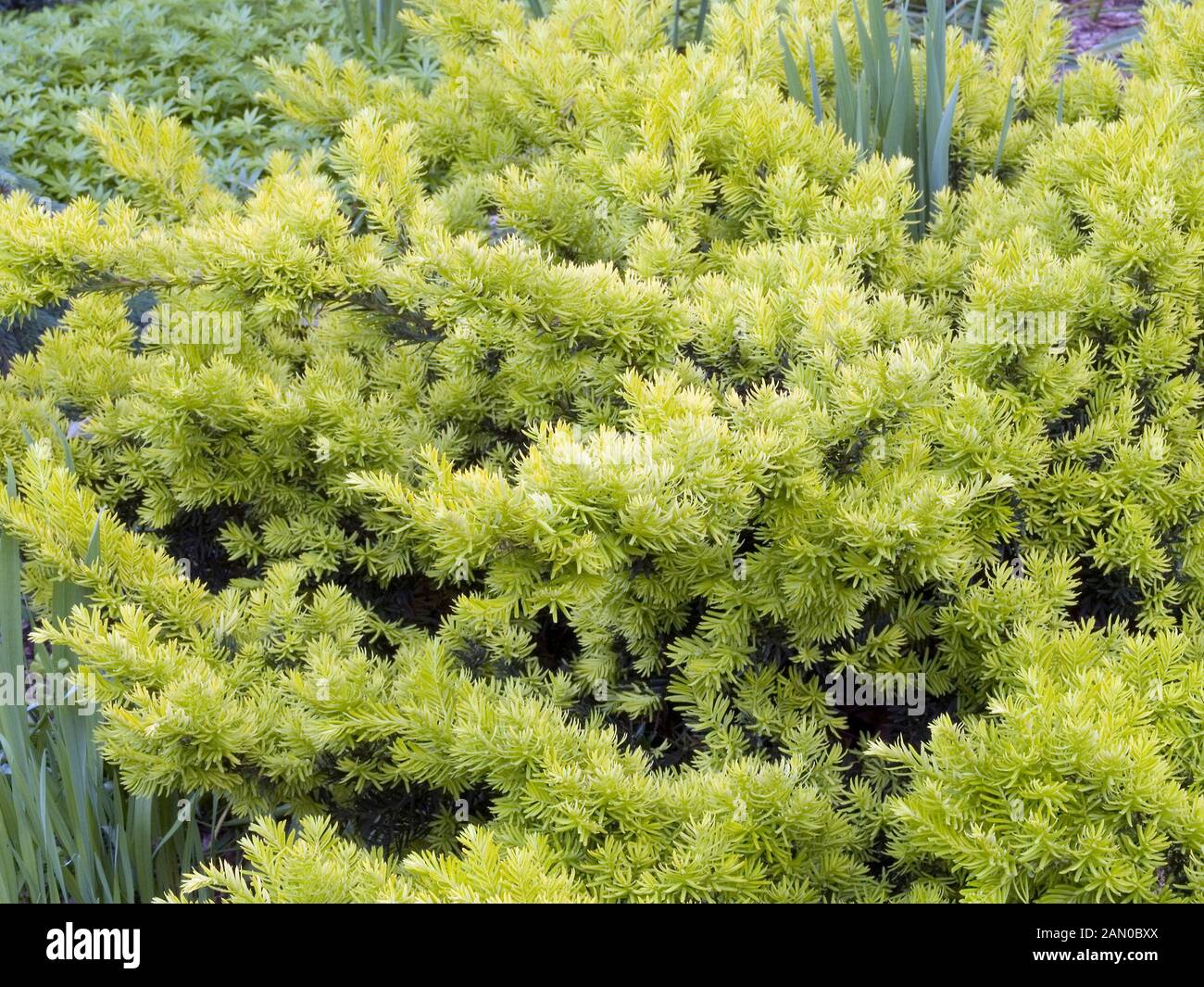 Taxus cuspidata nana aurescens Banque de photographies et d’images à ...