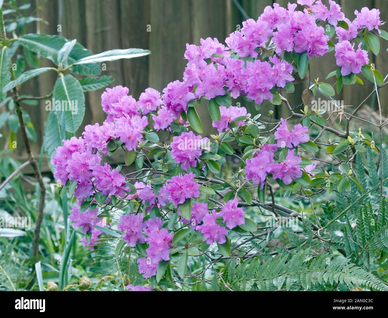 Pjm rhododendron Banque de photographies et d’images à haute résolution ...