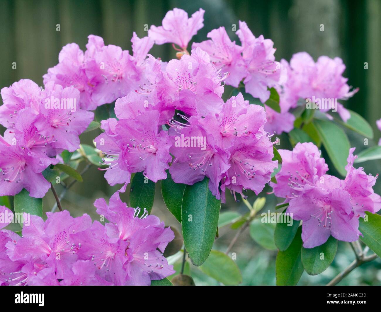 Pjm rhododendron Banque de photographies et d’images à haute résolution ...
