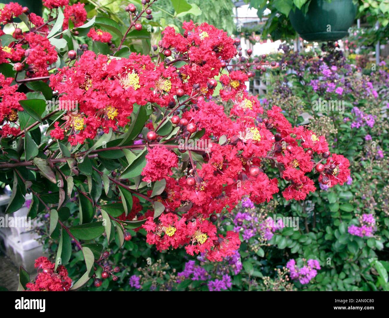 Lagerstroemia rouge Banque de photographies et d’images à haute ...