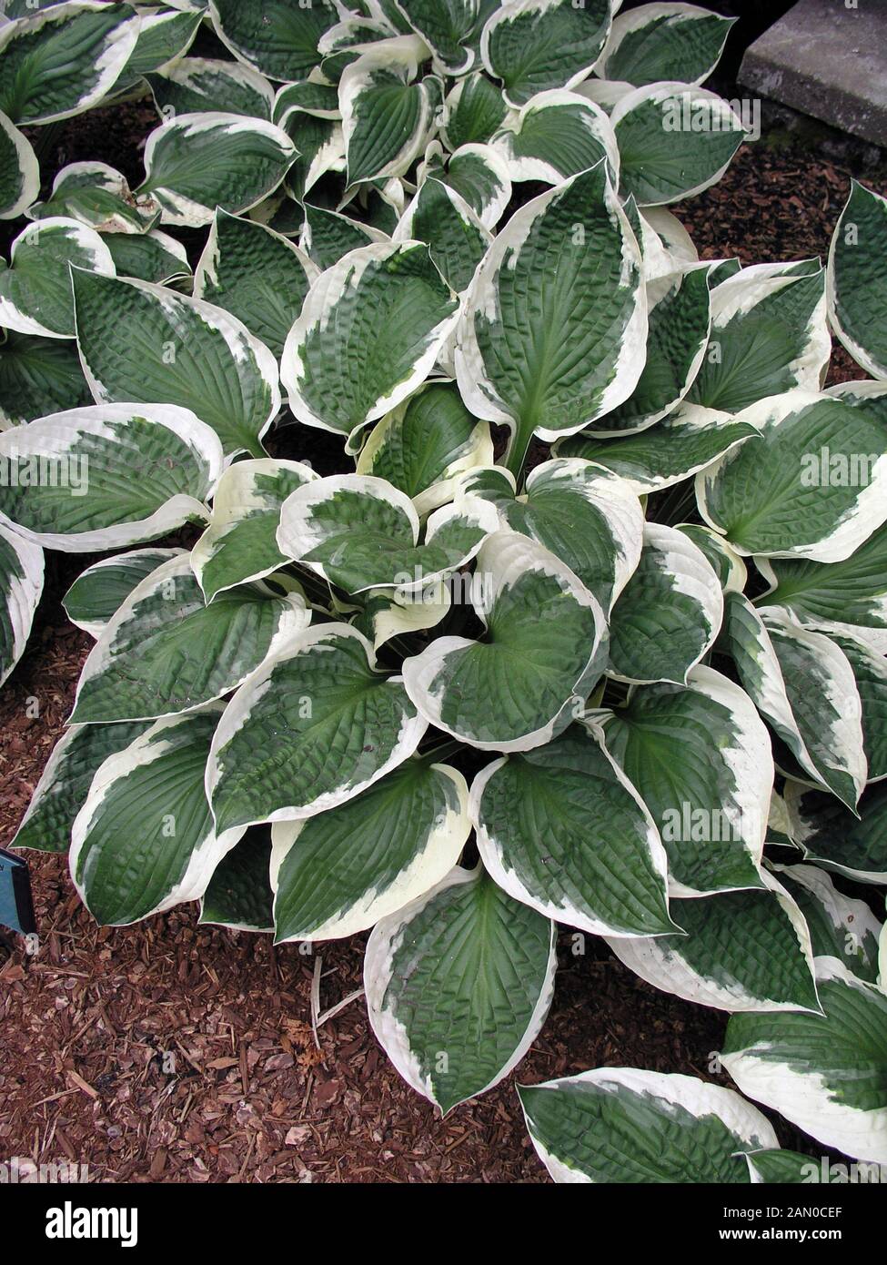 Hosta patriot Banque de photographies et d’images à haute résolution ...