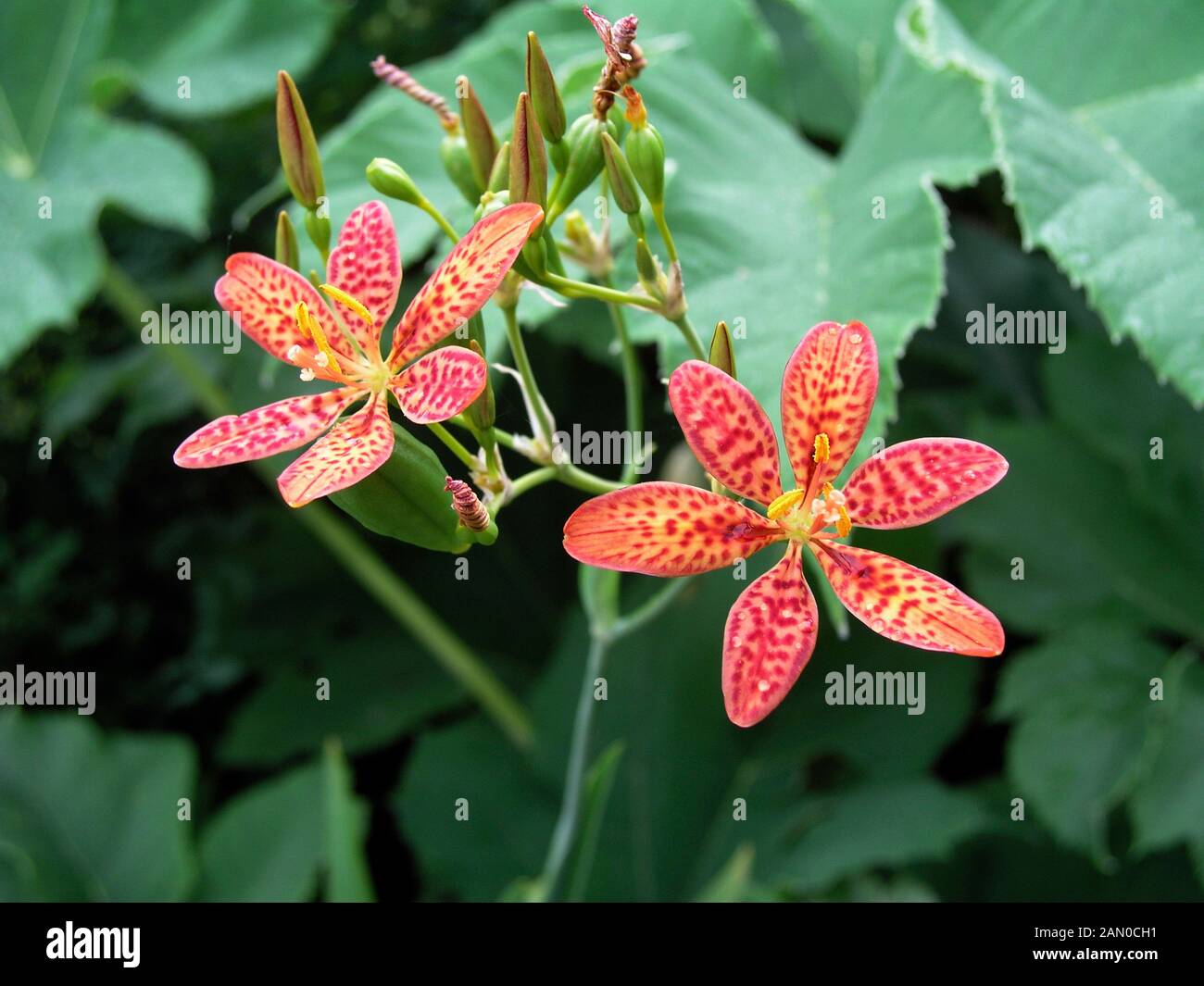 Belamcanda Chinensis Banque d'image et photos - Alamy