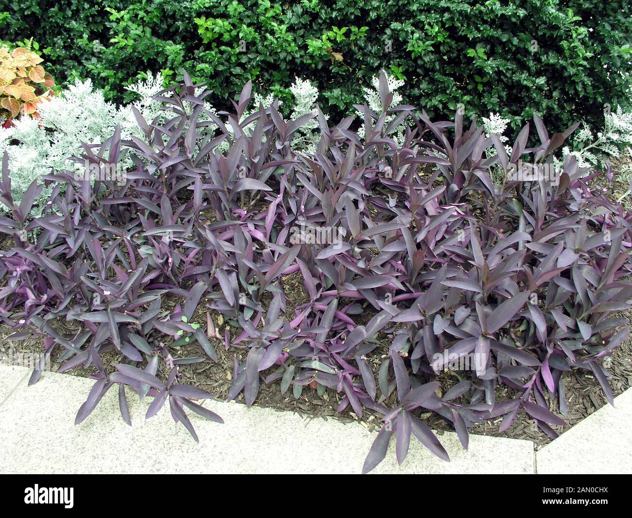 Tradescantia pallida 'purple heart' Banque de photographies et d’images ...