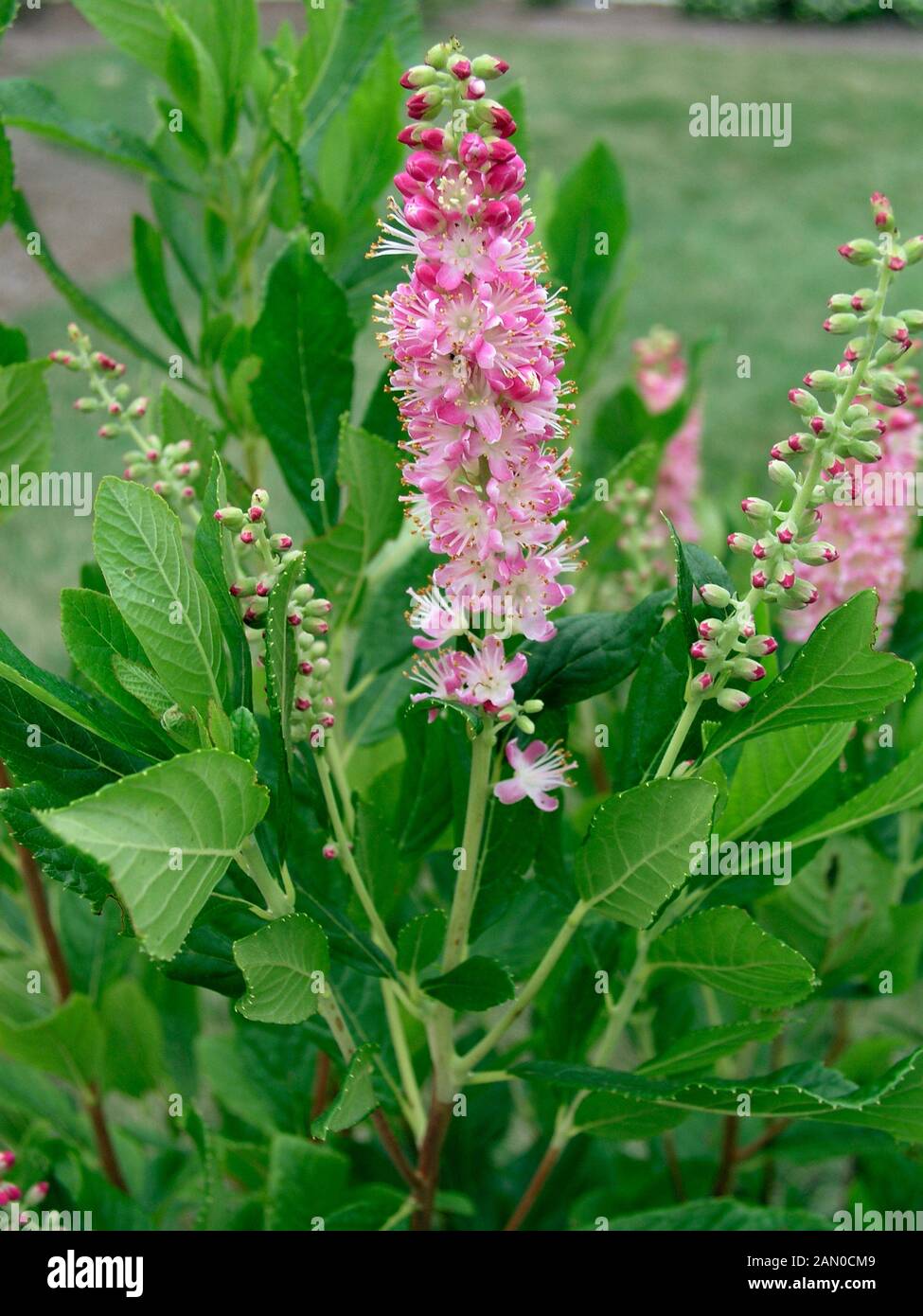 Pepper bush Banque de photographies et d’images à haute résolution - Alamy
