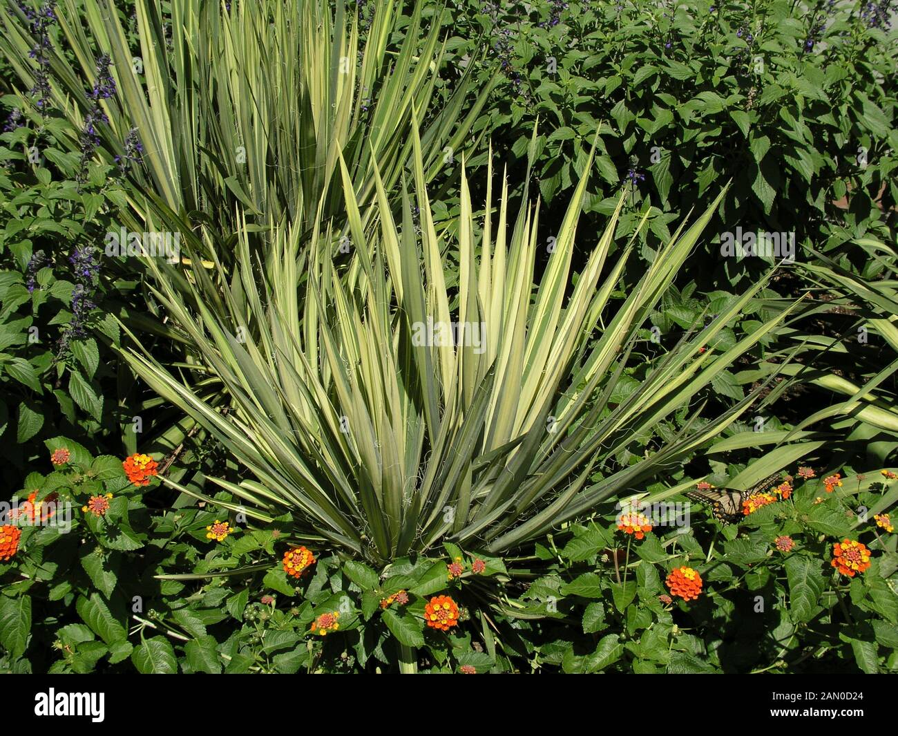Yucca filamentosa golden sword Banque de photographies et d’images à ...