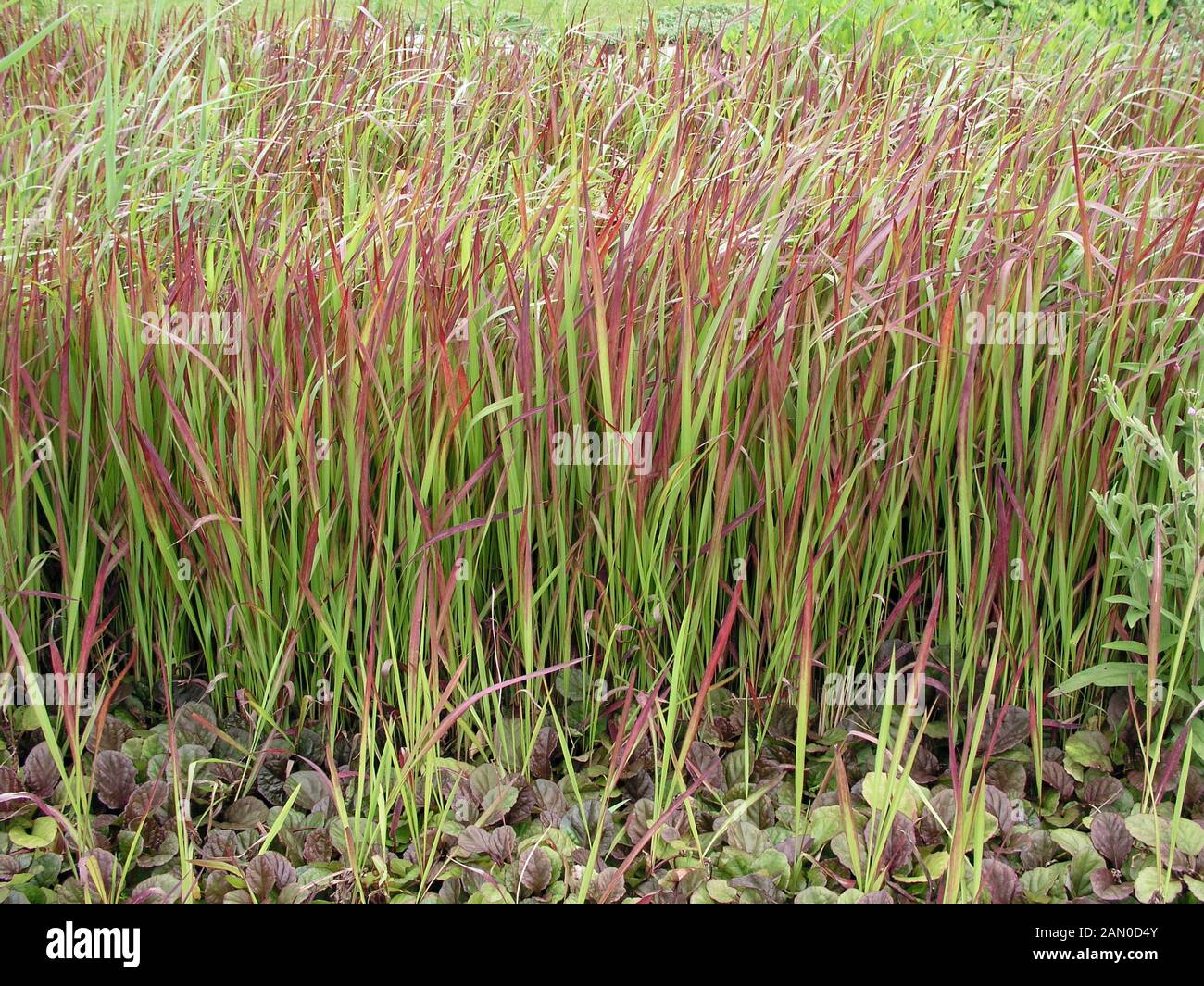 Imperata rubra Banque de photographies et d’images à haute résolution ...