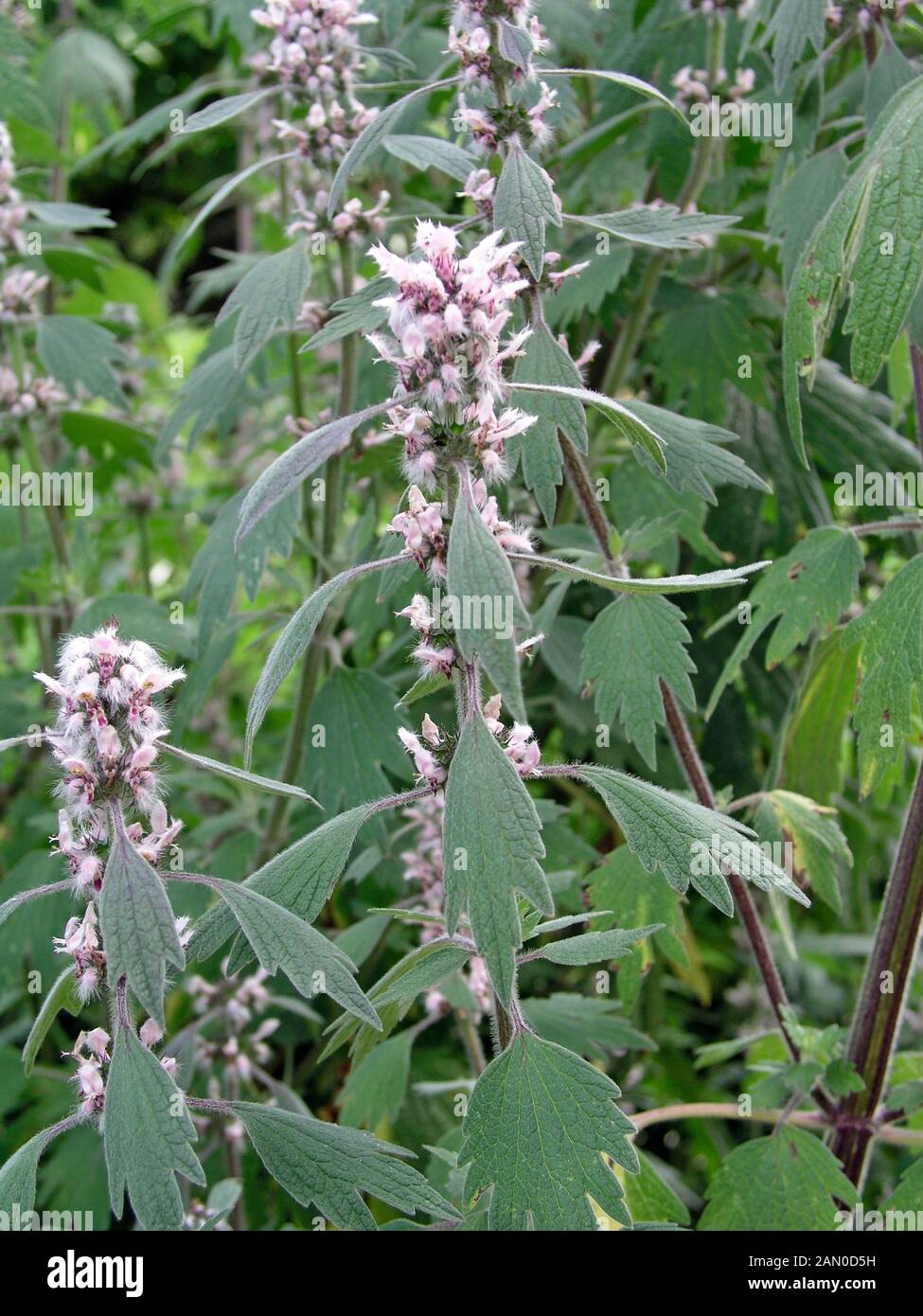 Leonurus cardiaca Banque de photographies et d’images à haute ...