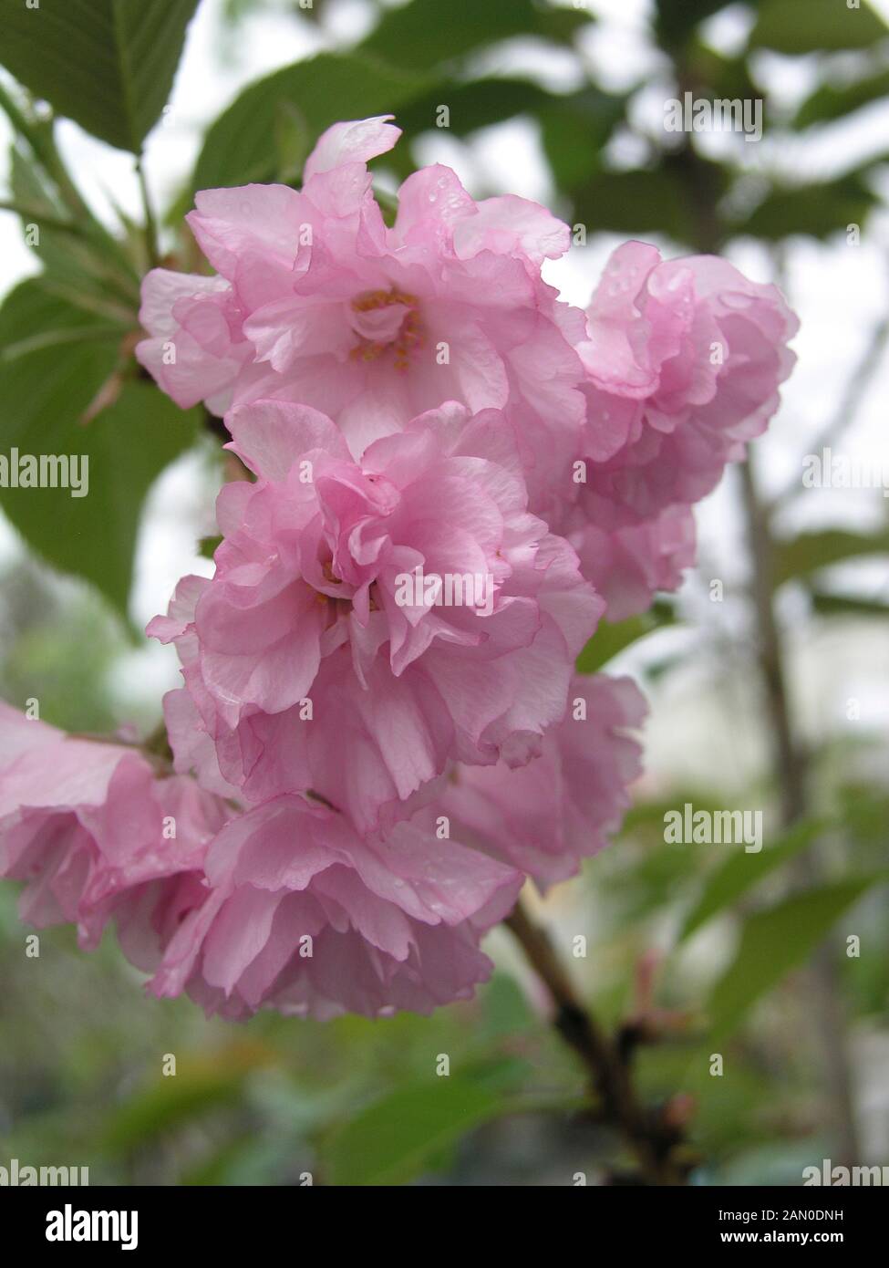 Prunus serrulata kwanzan Banque de photographies et d’images à haute ...