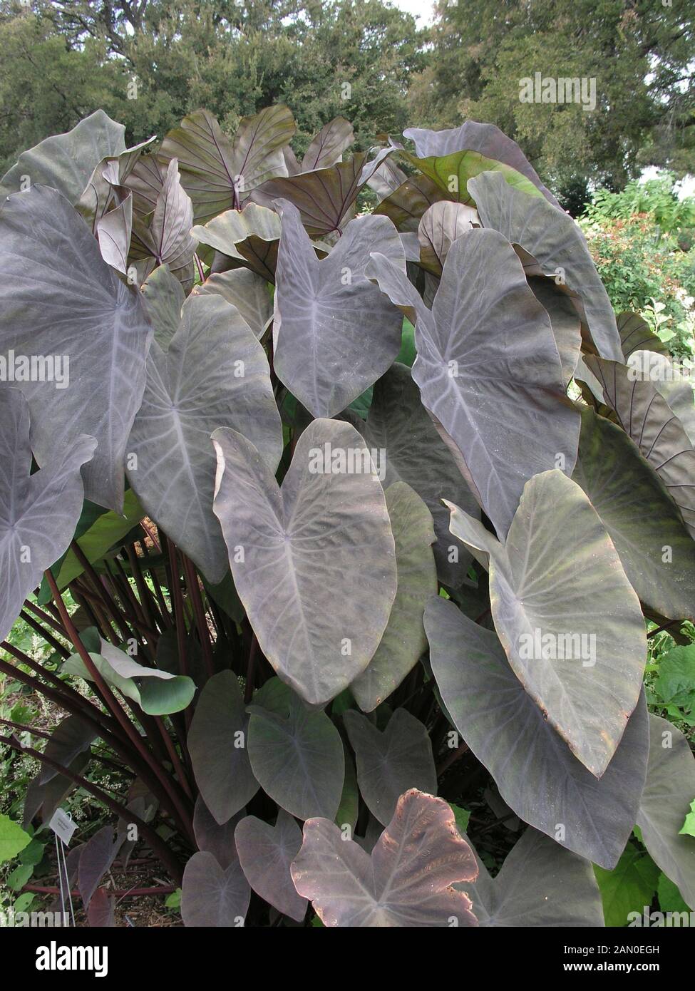 Colocasia noir Banque de photographies et d’images à haute résolution ...