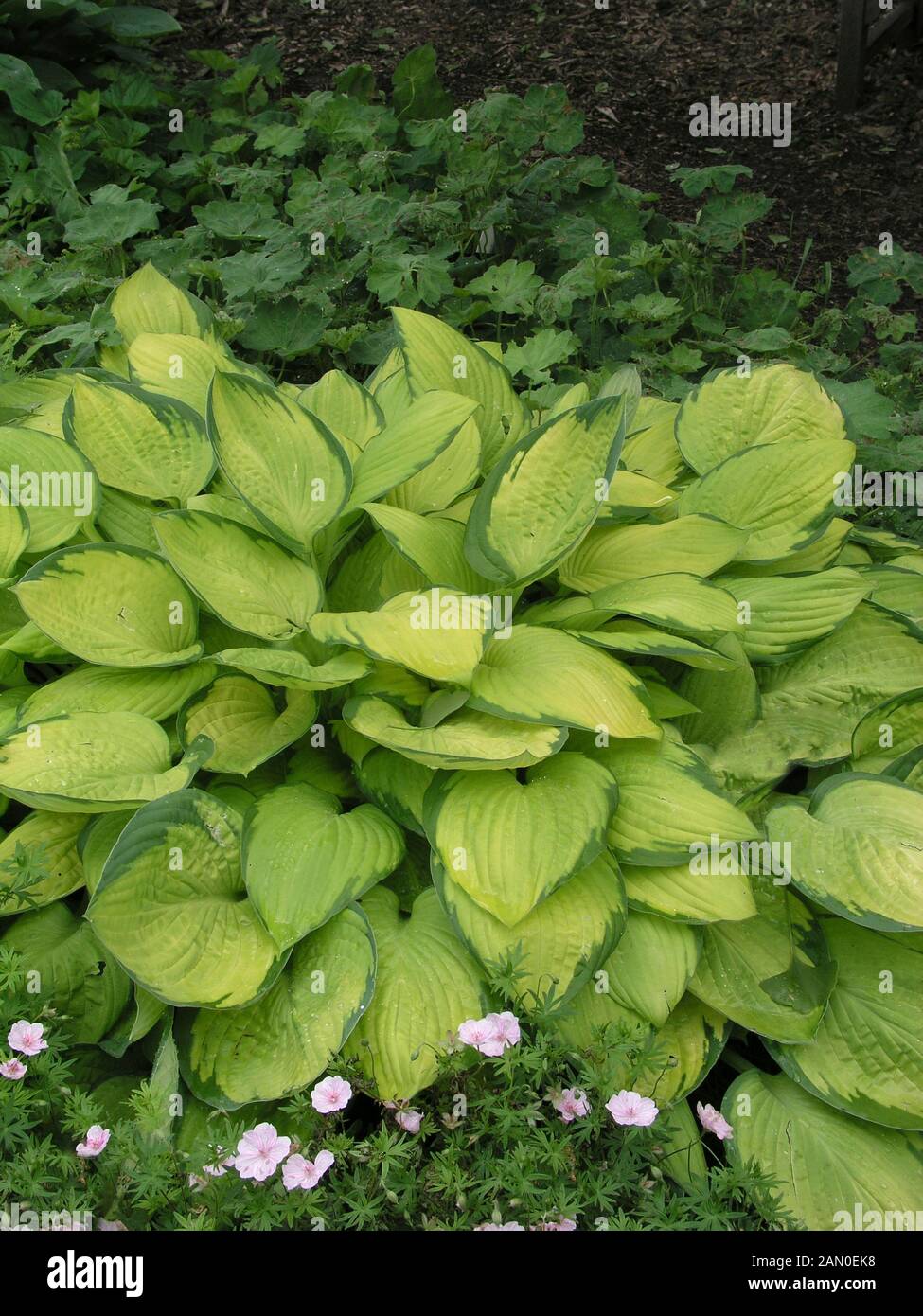Hosta hosta gold standard Banque de photographies et d’images à haute ...