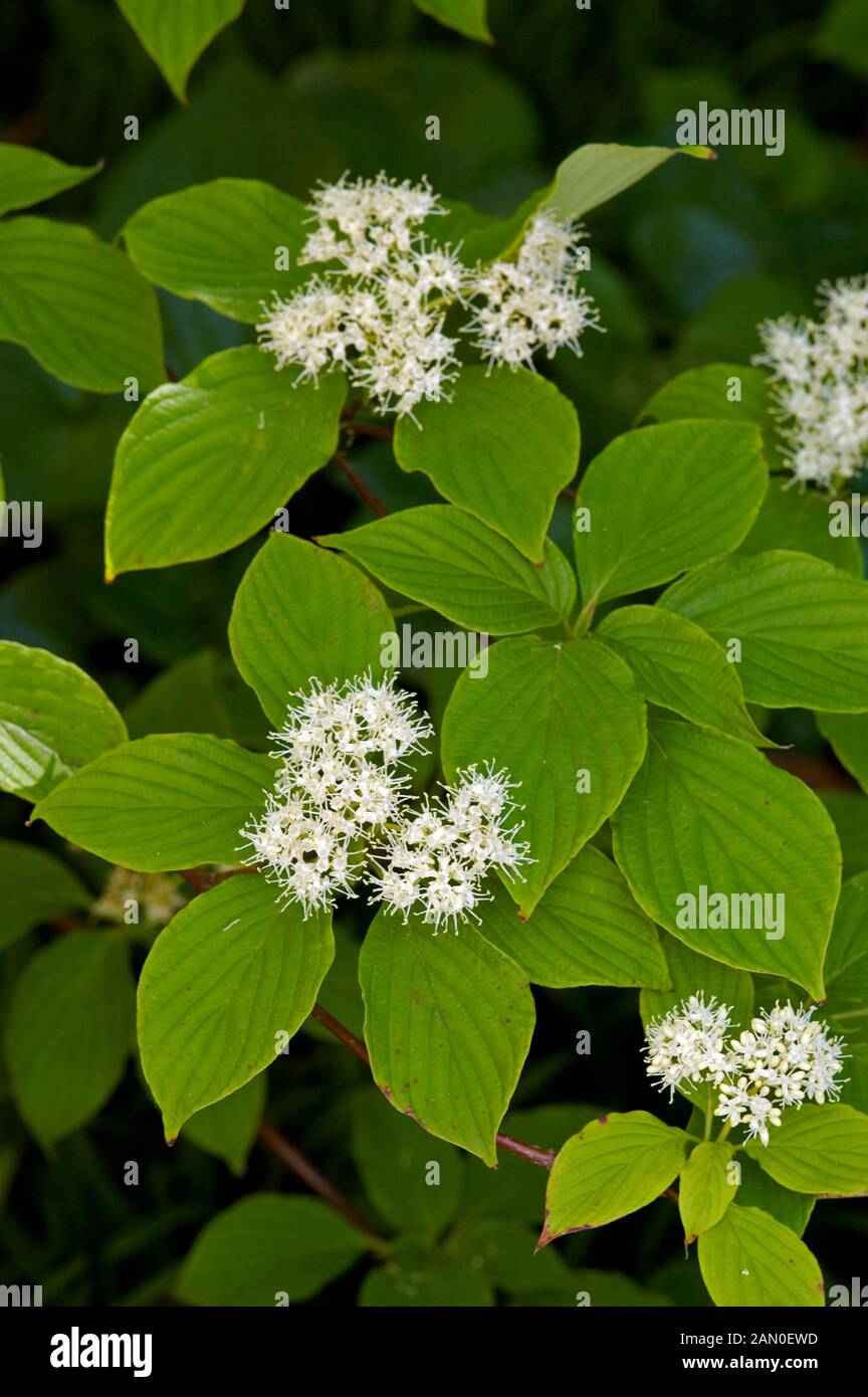 Cornus alternifolia Banque de photographies et d’images à haute ...