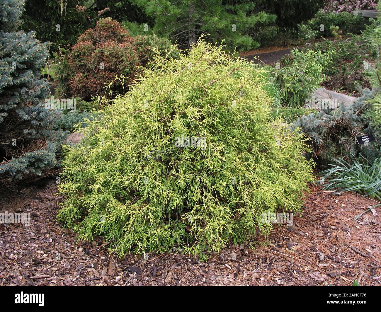 Chamaecyparis pisifera Banque de photographies et d’images à haute ...