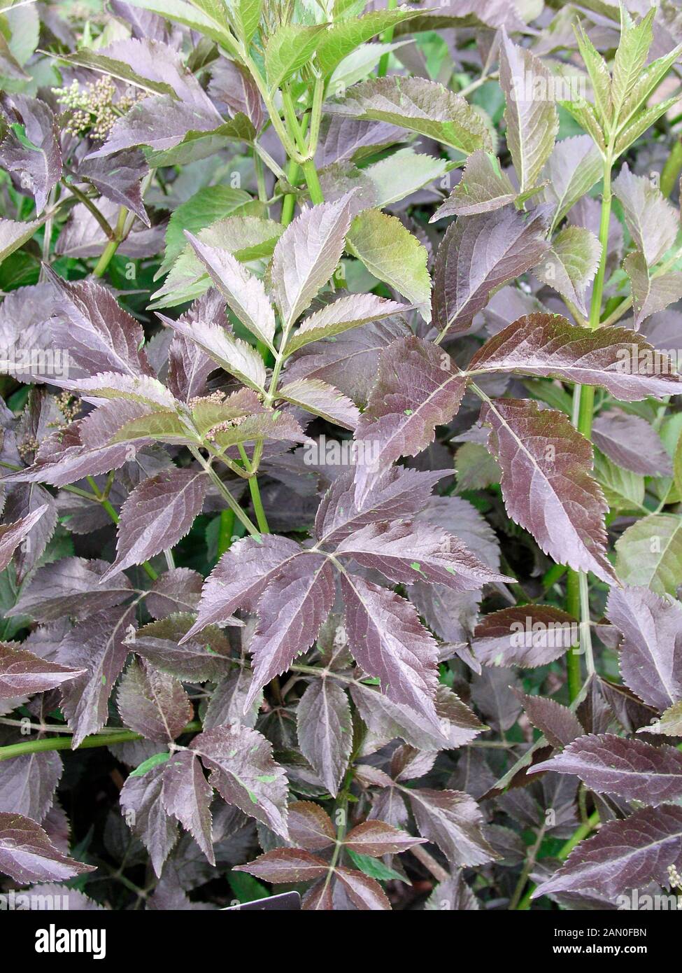 Sambucus nigra purpurea Banque de photographies et d’images à haute ...