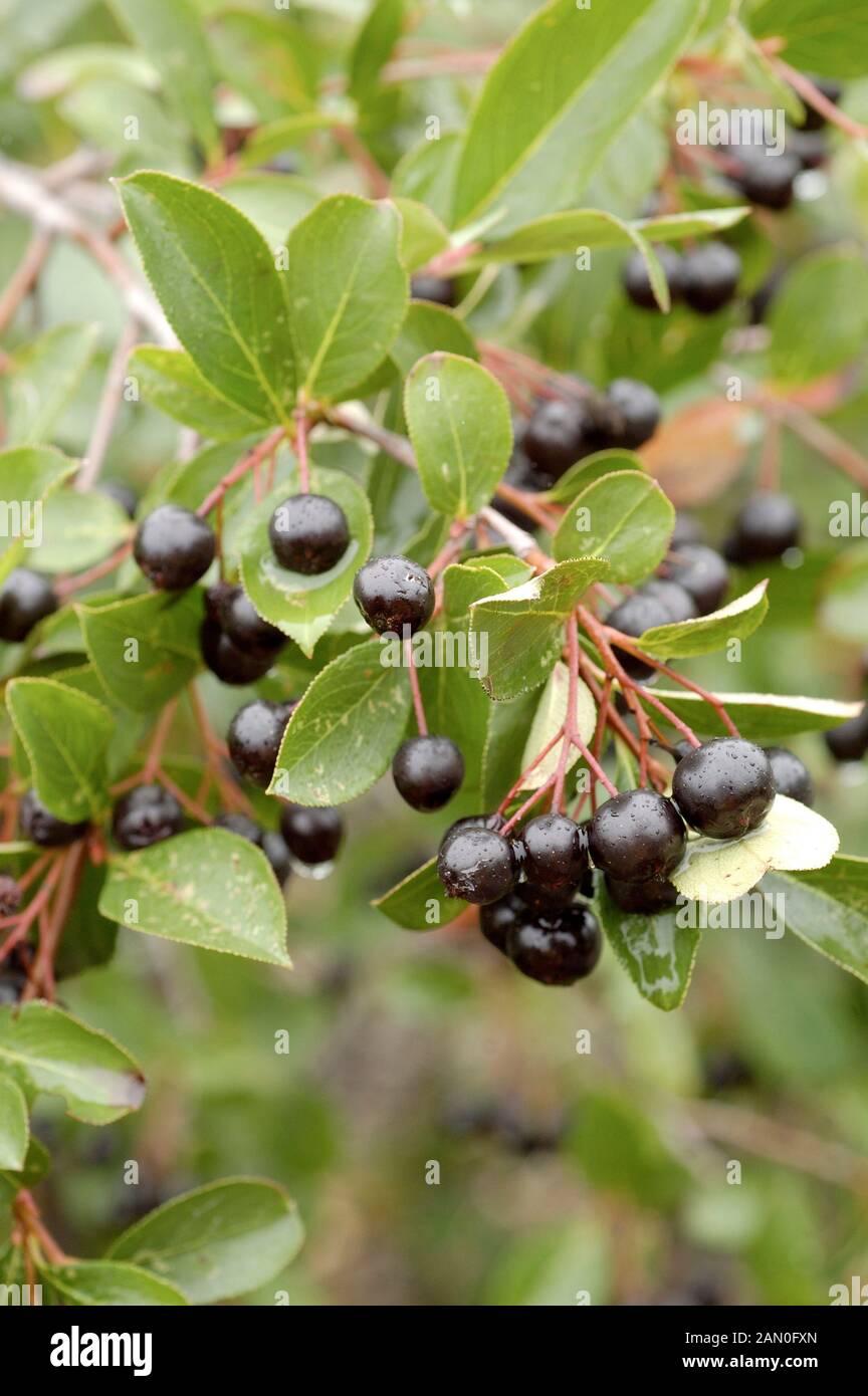 Arónia melanocárpa Banque de photographies et d’images à haute ...