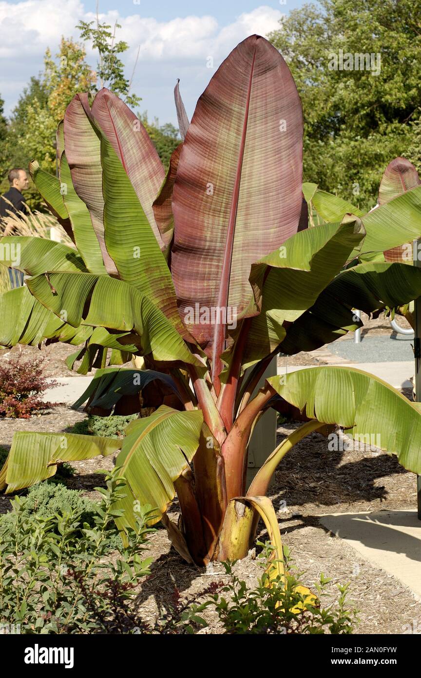 Ensete ventricosum maurelii Banque de photographies et d’images à haute ...
