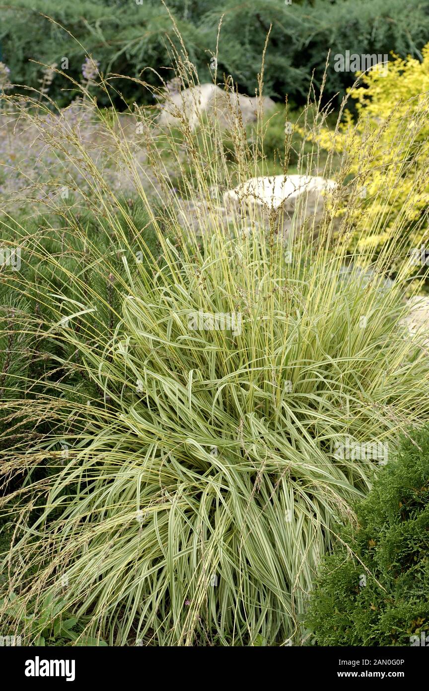 Molinia caerulea variegata Banque de photographies et d’images à haute ...