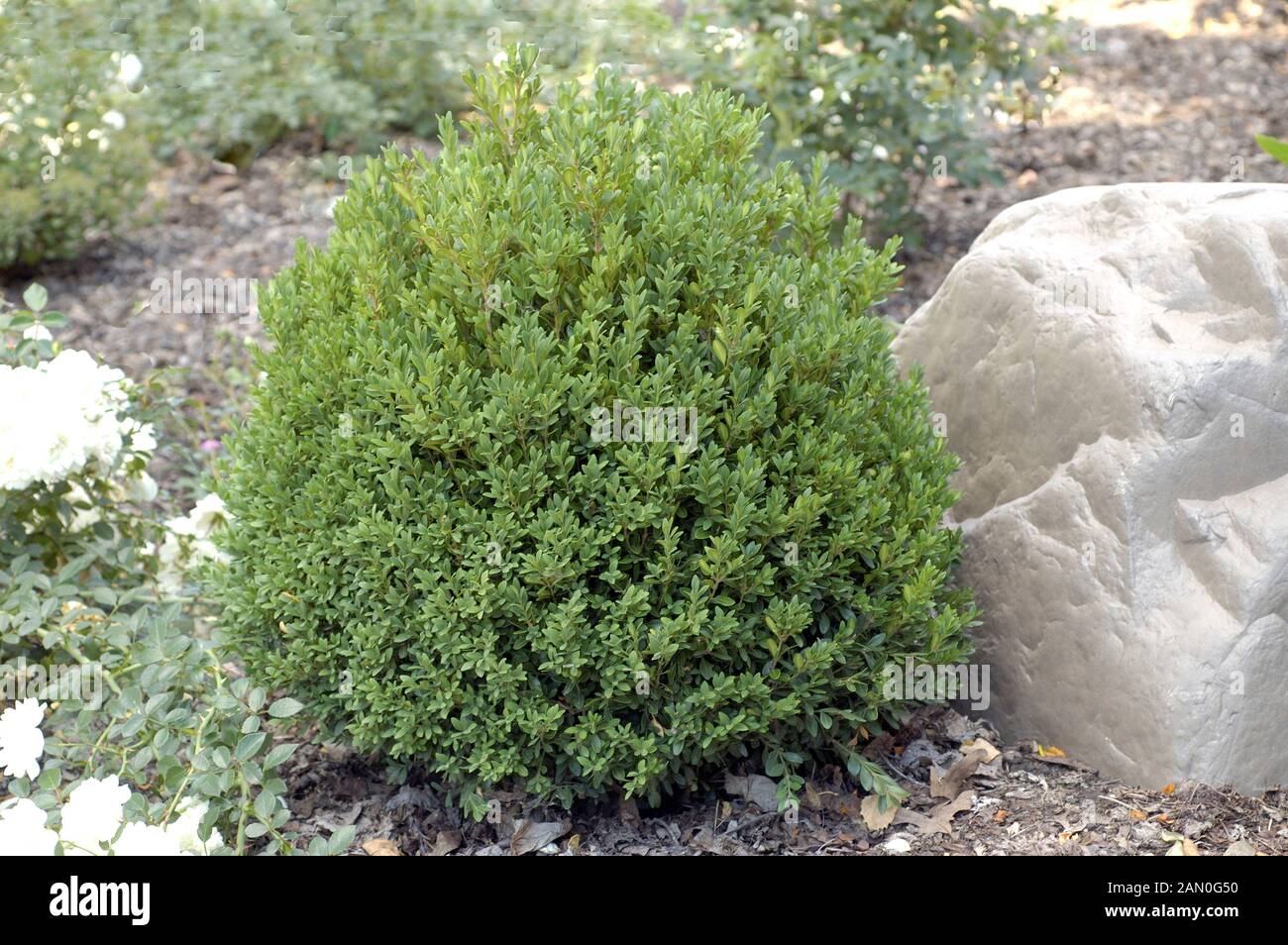 Buxus microphylla Banque de photographies et d’images à haute ...