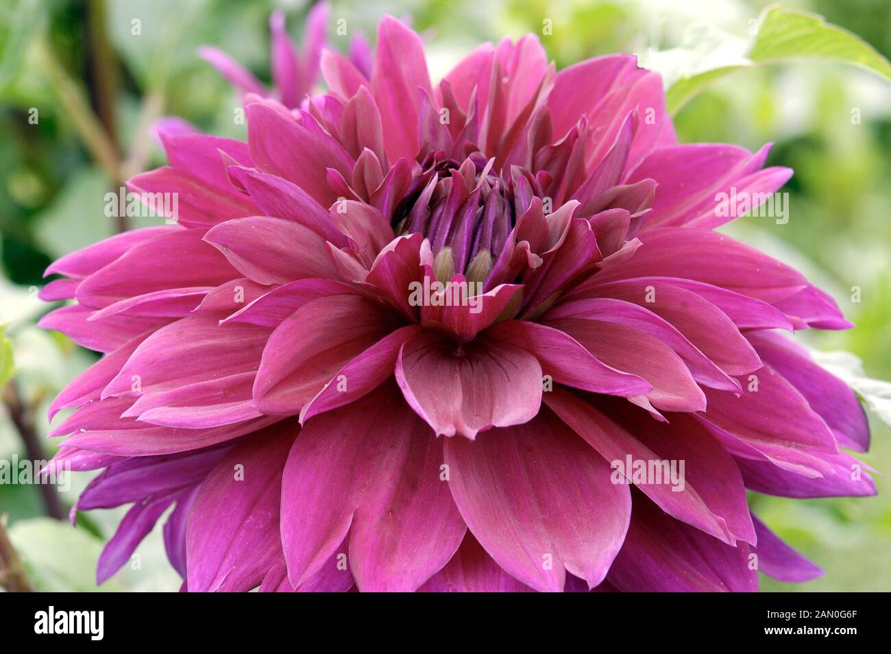 Dahlia thomas edison Banque de photographies et d’images à haute ...