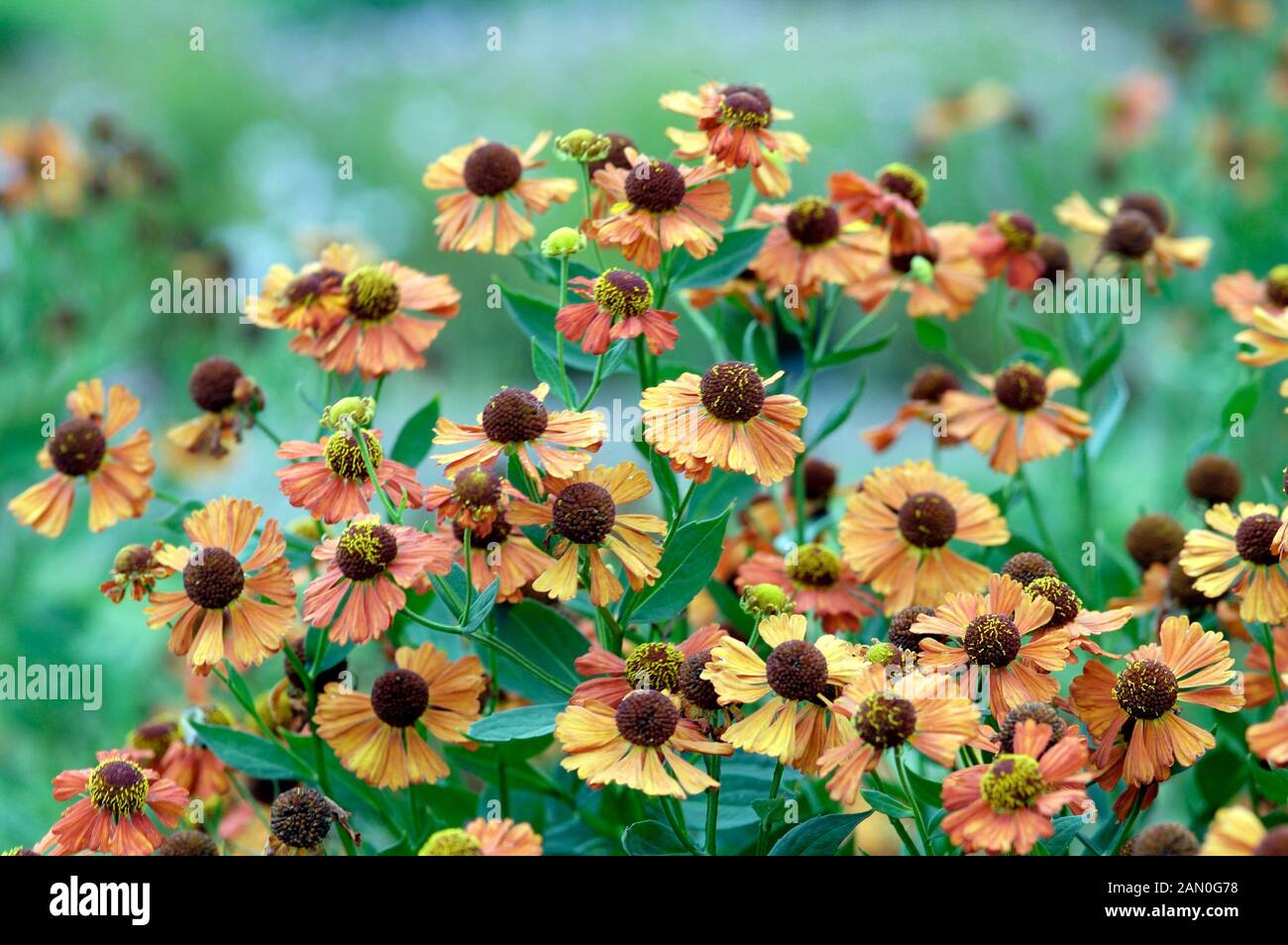 HELENIUM INDIAN SUMMER Photo Stock - Alamy