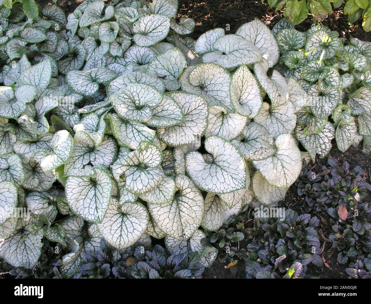 Brunnera macrophylla jack frost Banque de photographies et d’images à ...