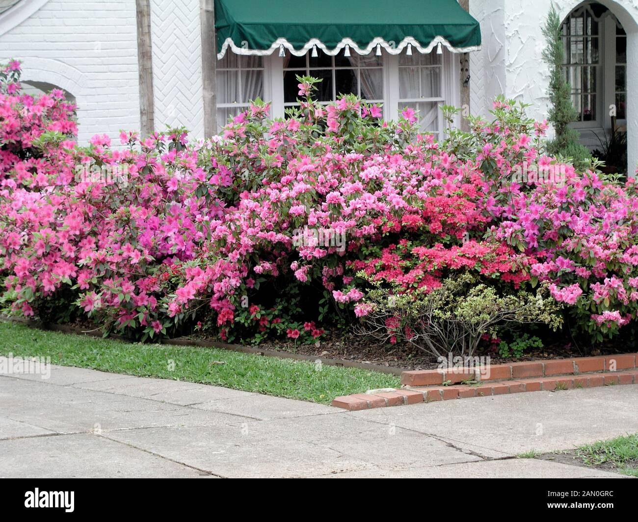 Azalea border Banque de photographies et d’images à haute résolution ...