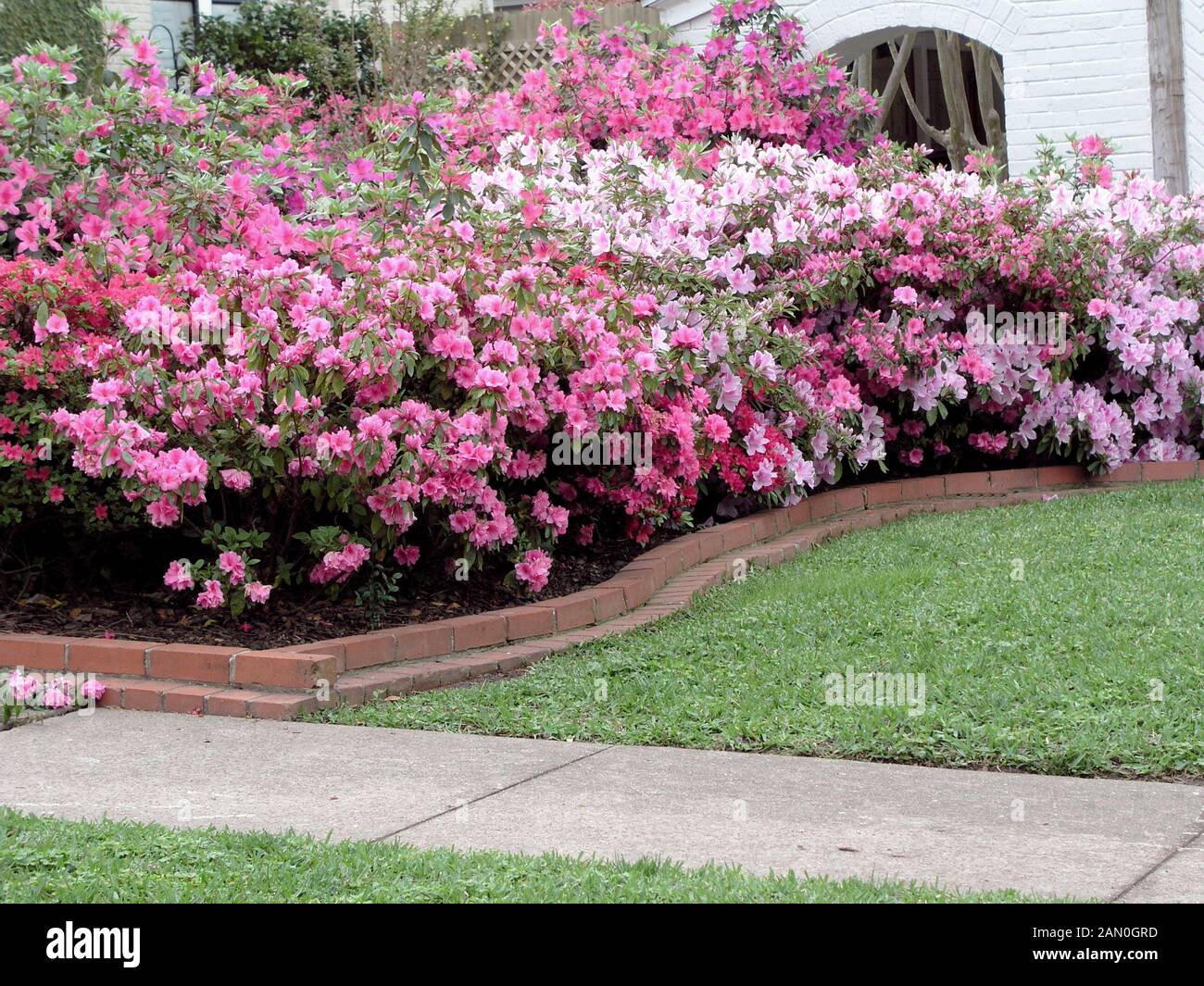 Azalea border Banque de photographies et d’images à haute résolution ...