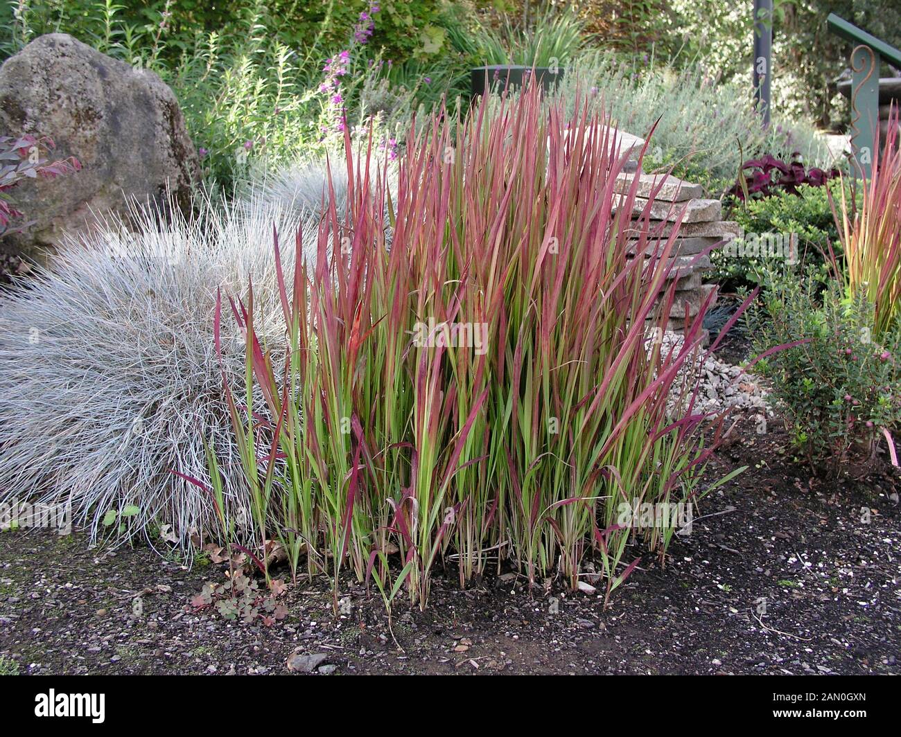 Imperata cylindrica red baron Banque de photographies et d’images à ...