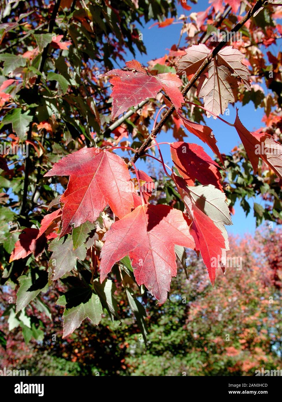 Acer rubrum sun valley Banque de photographies et d’images à haute ...