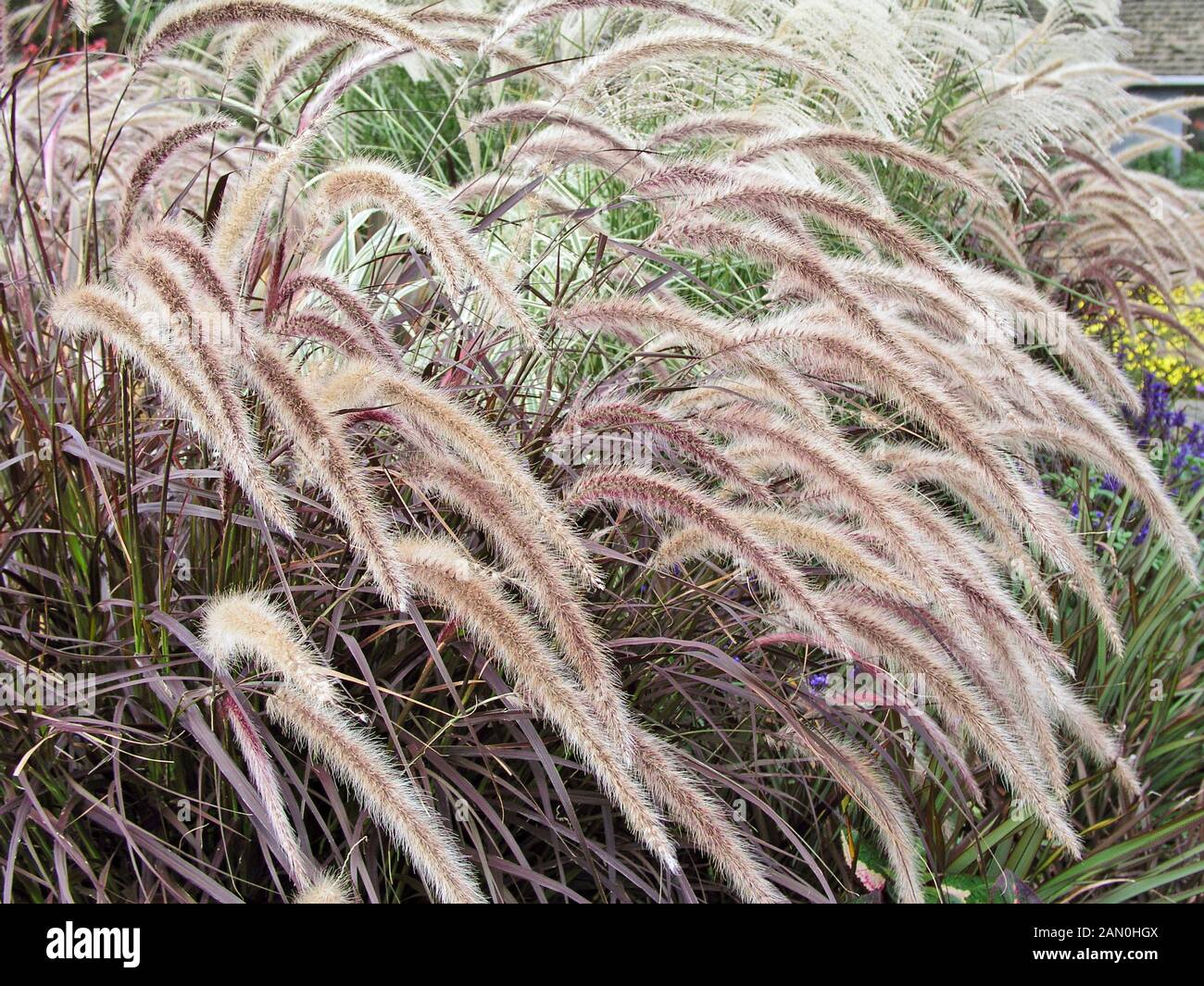 Pennisetum rubrum setaceum Banque de photographies et d’images à haute ...