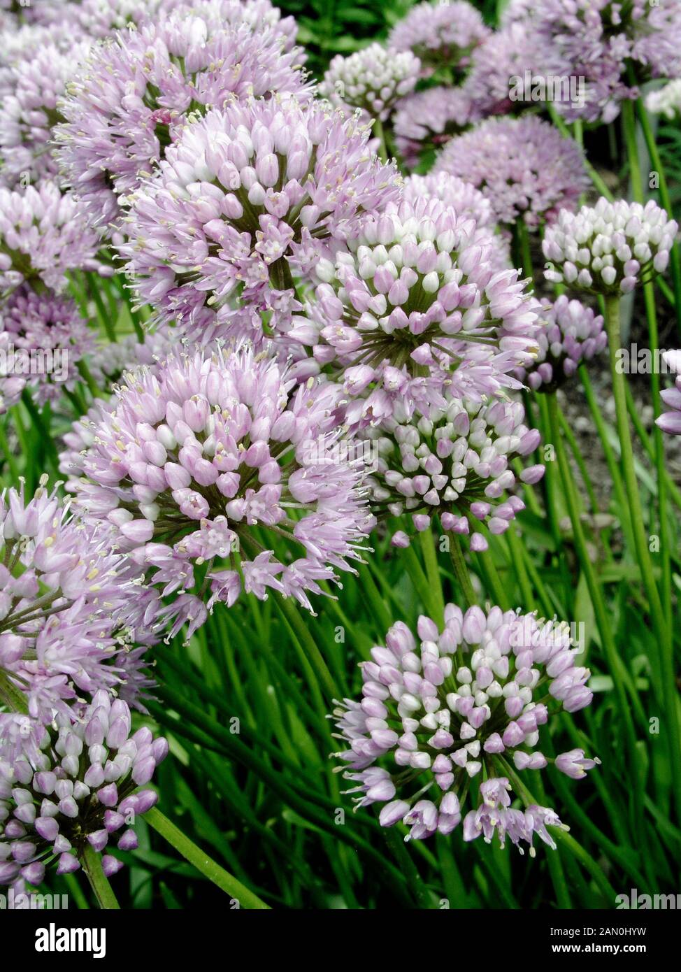 Allium senescens Banque de photographies et d’images à haute résolution ...