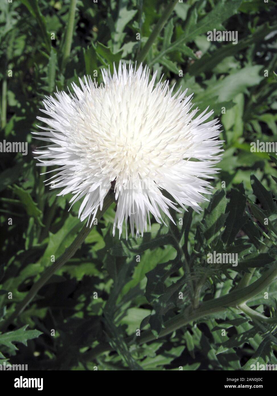 Centaurea moschata Banque de photographies et d’images à haute ...