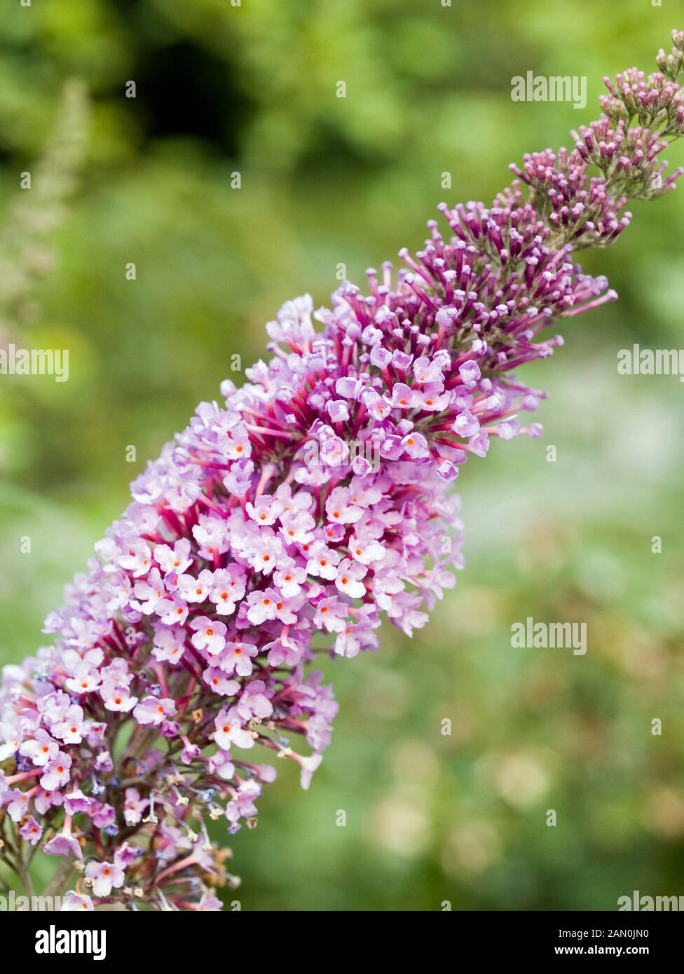 Buddleia davidii peacock Banque de photographies et d’images à haute ...