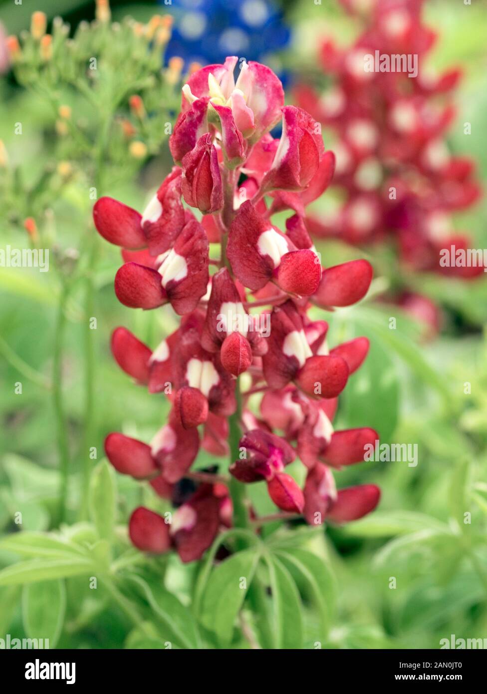 Lupinus texensis Banque de photographies et d’images à haute résolution ...