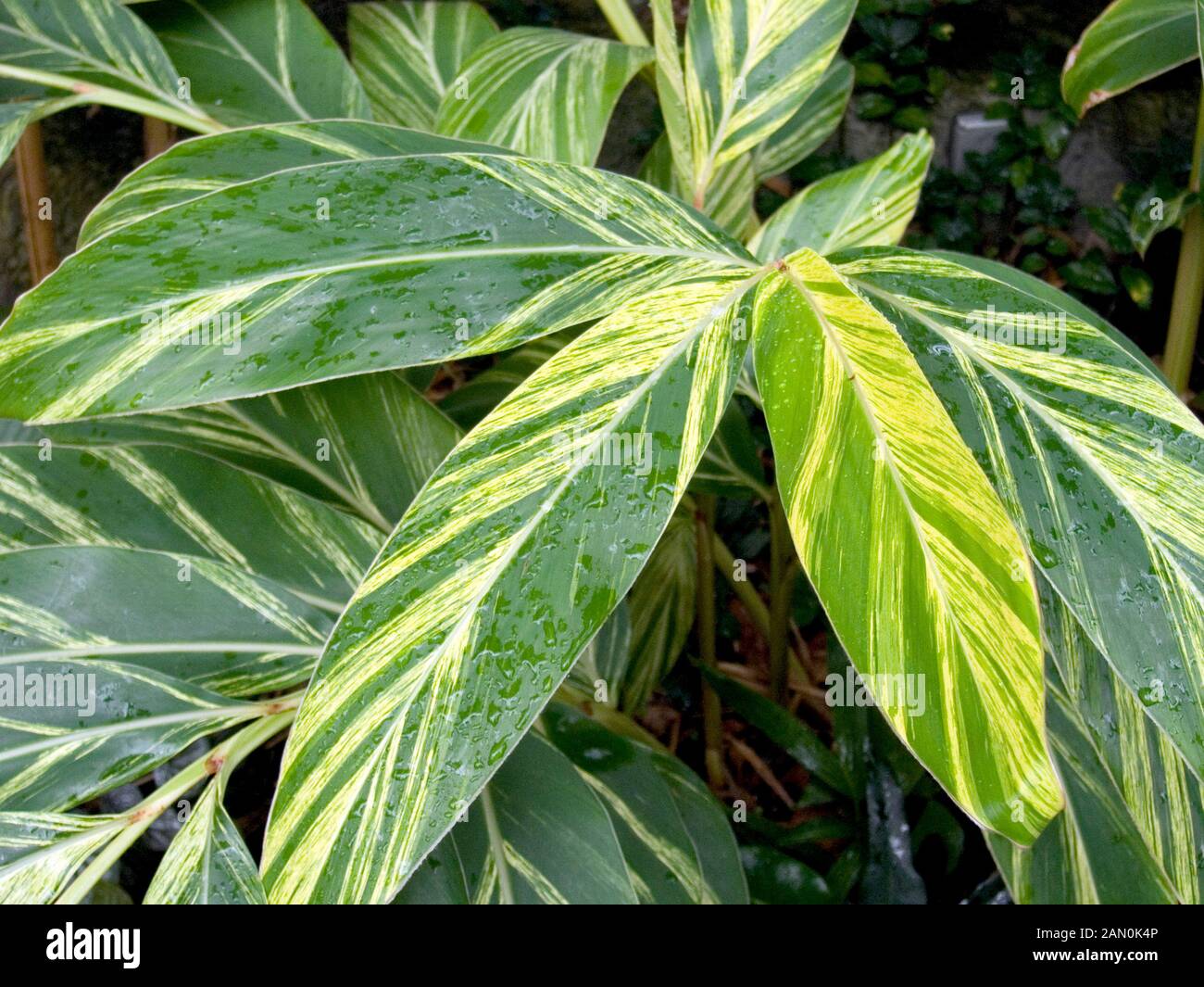 Alpinia zerumbet variegata Banque de photographies et d’images à haute ...