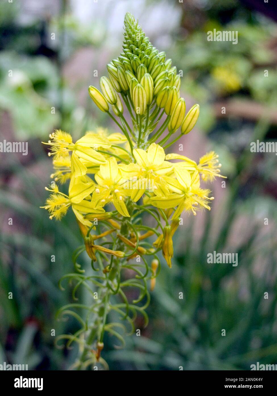 Bulbine frutescens Banque de photographies et d’images à haute ...