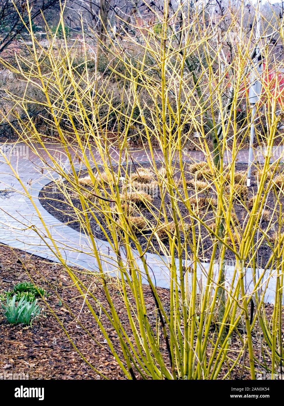 Cornus sericea flaviramea Banque de photographies et d’images à haute ...