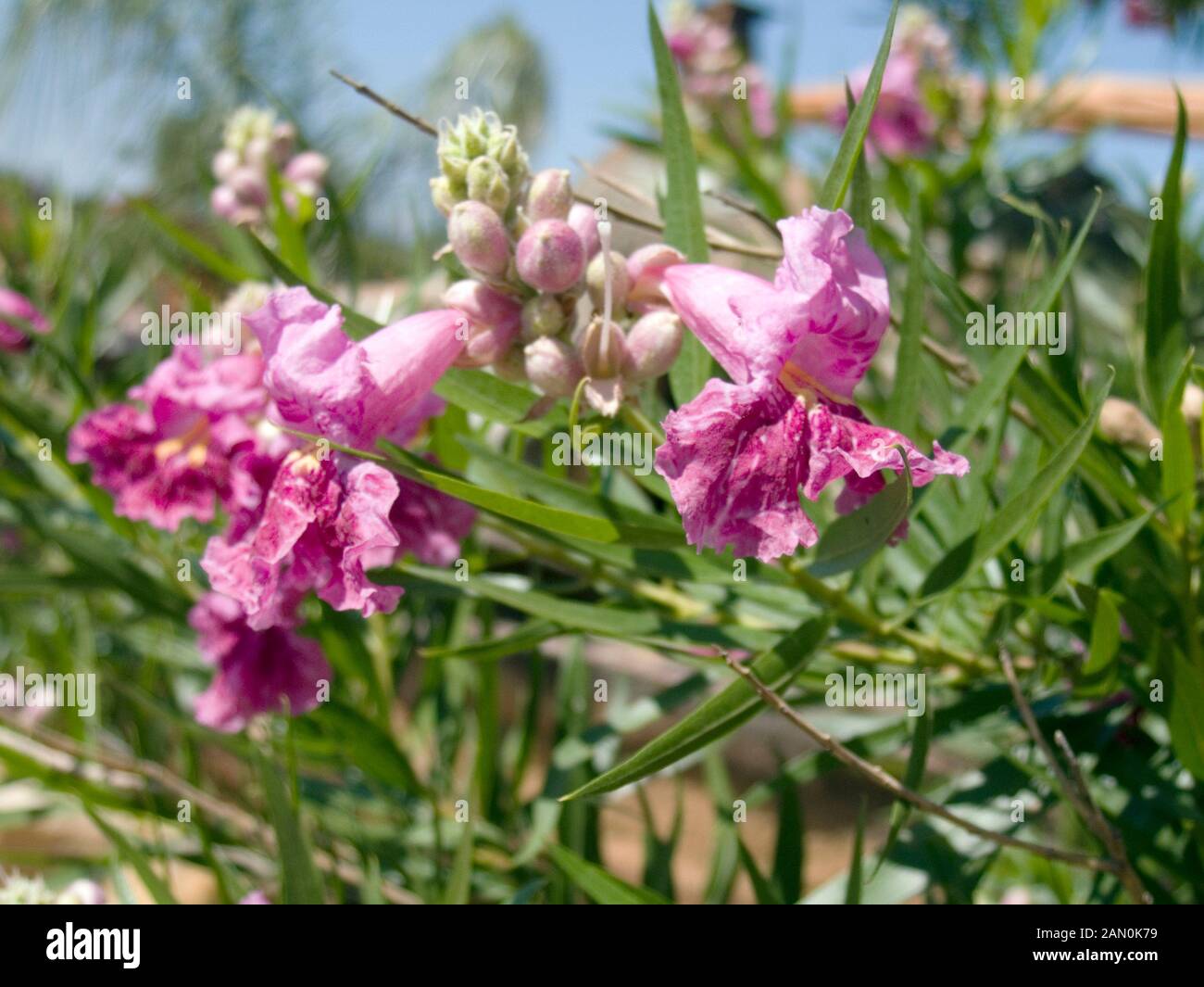 Chilopsis linearis Banque de photographies et d’images à haute ...