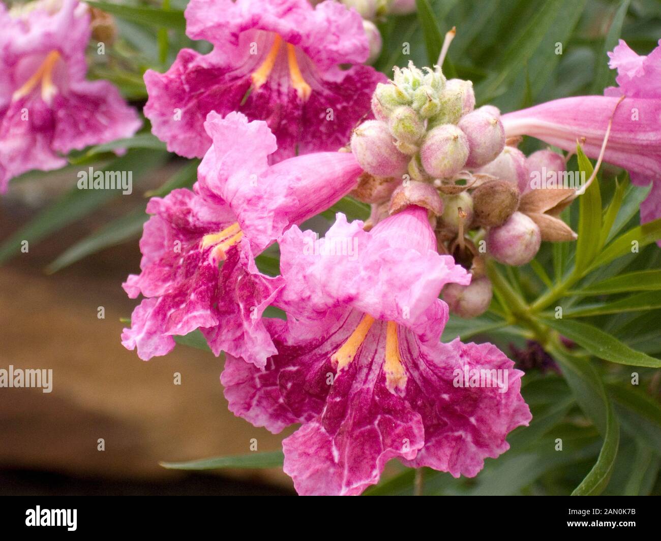 Chilopsis linearis Banque de photographies et d’images à haute ...