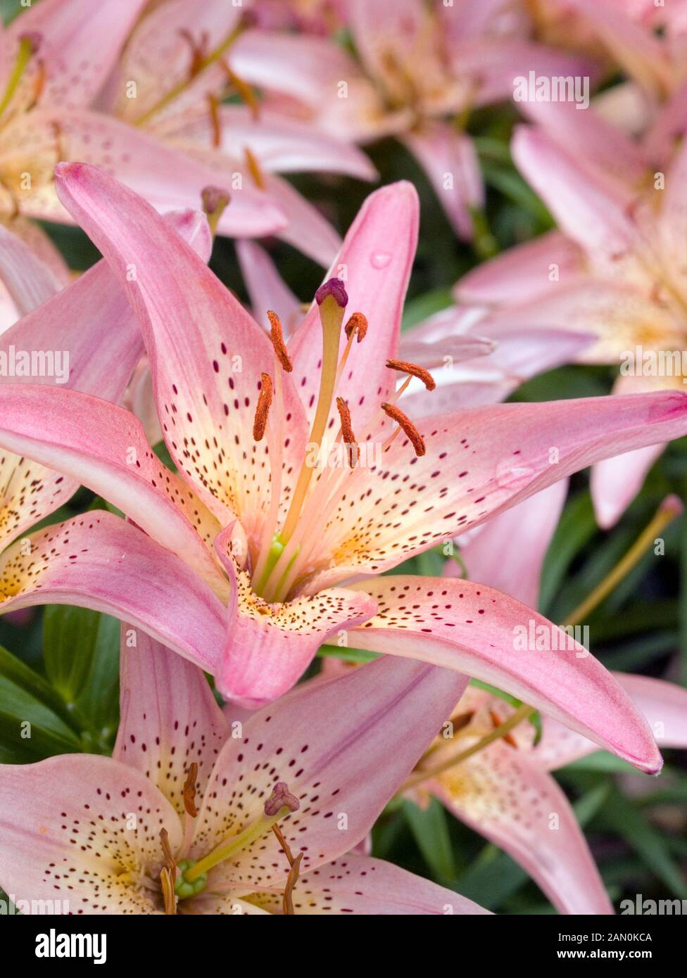 Lilium pink pixie Banque de photographies et d’images à haute ...
