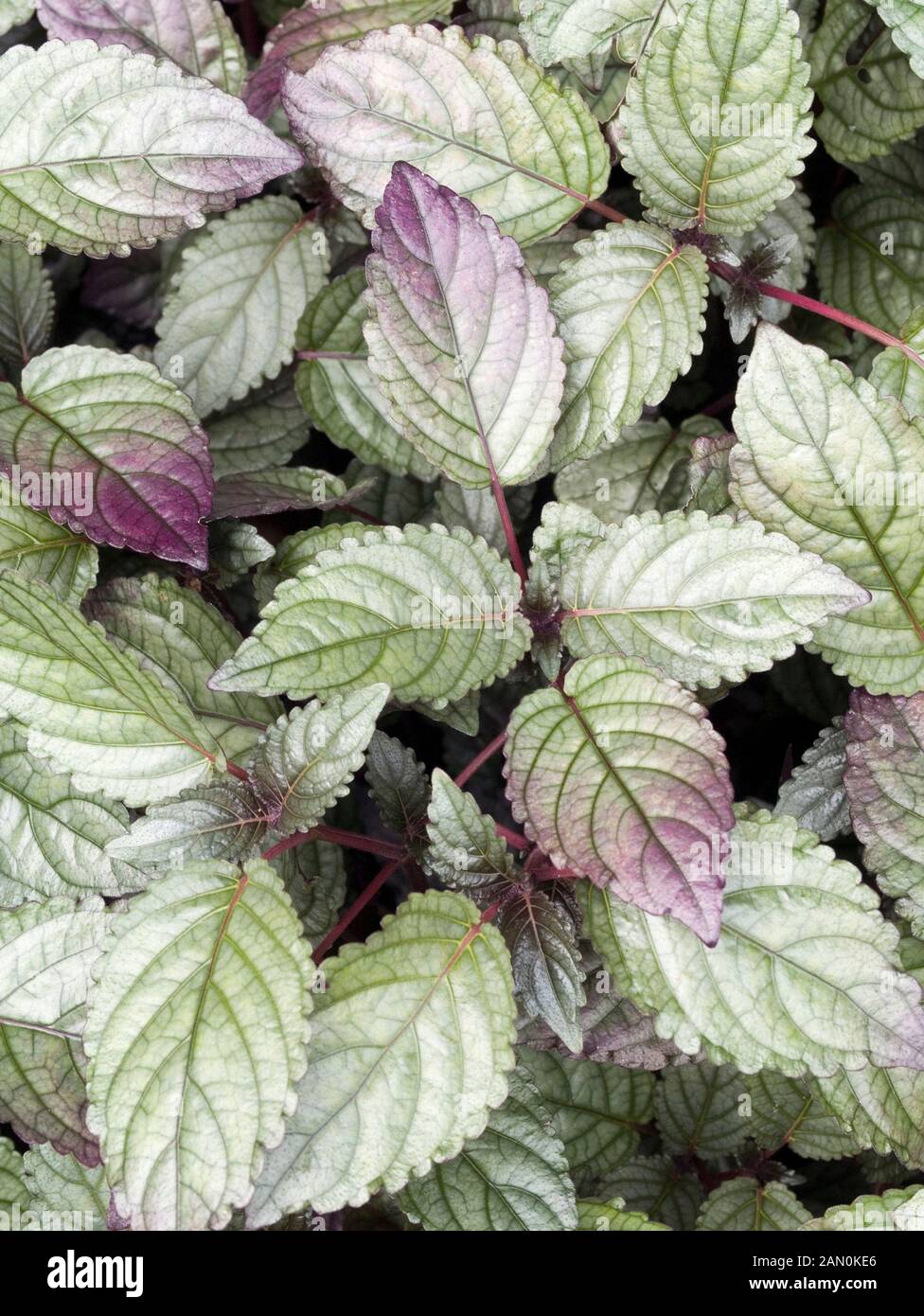 Hemigraphis alternata Banque de photographies et d’images à haute ...
