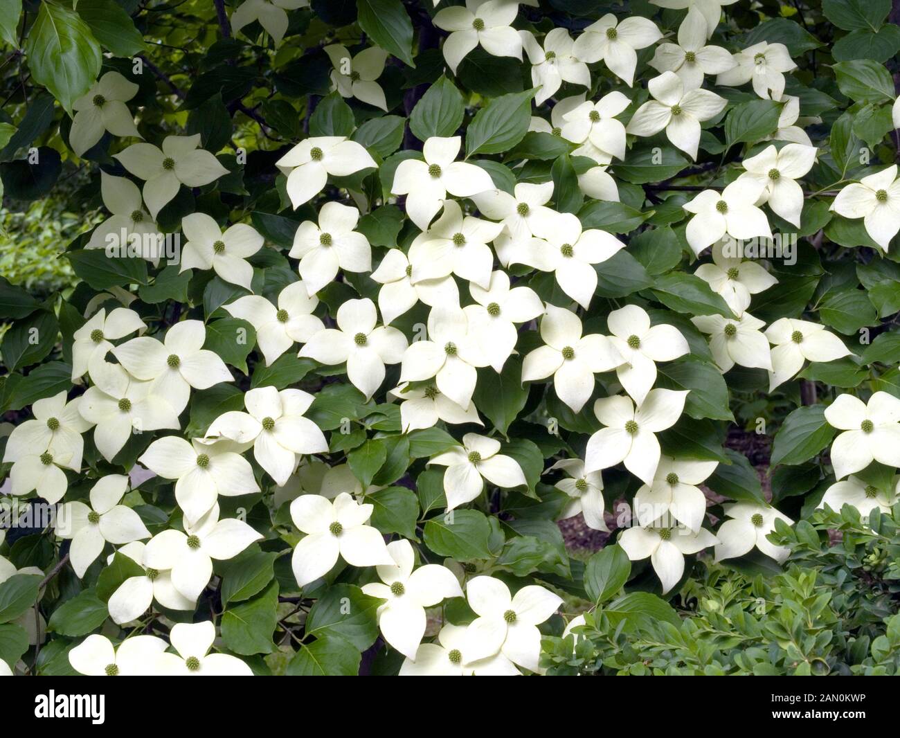 Cornus kousa chinensis Banque de photographies et d’images à haute ...