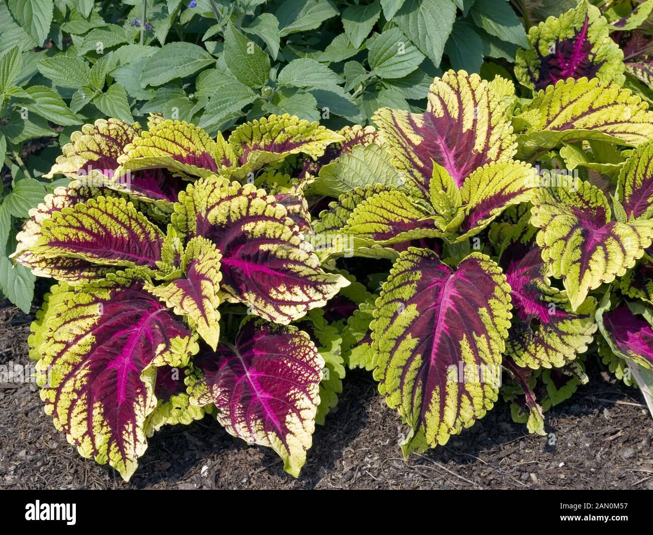 Coleus kong rose Banque de photographies et d’images à haute résolution ...