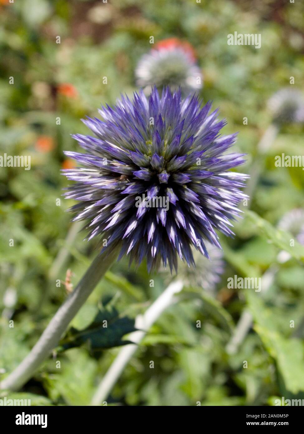 Echinops veitchs bleu Banque de photographies et d’images à haute ...