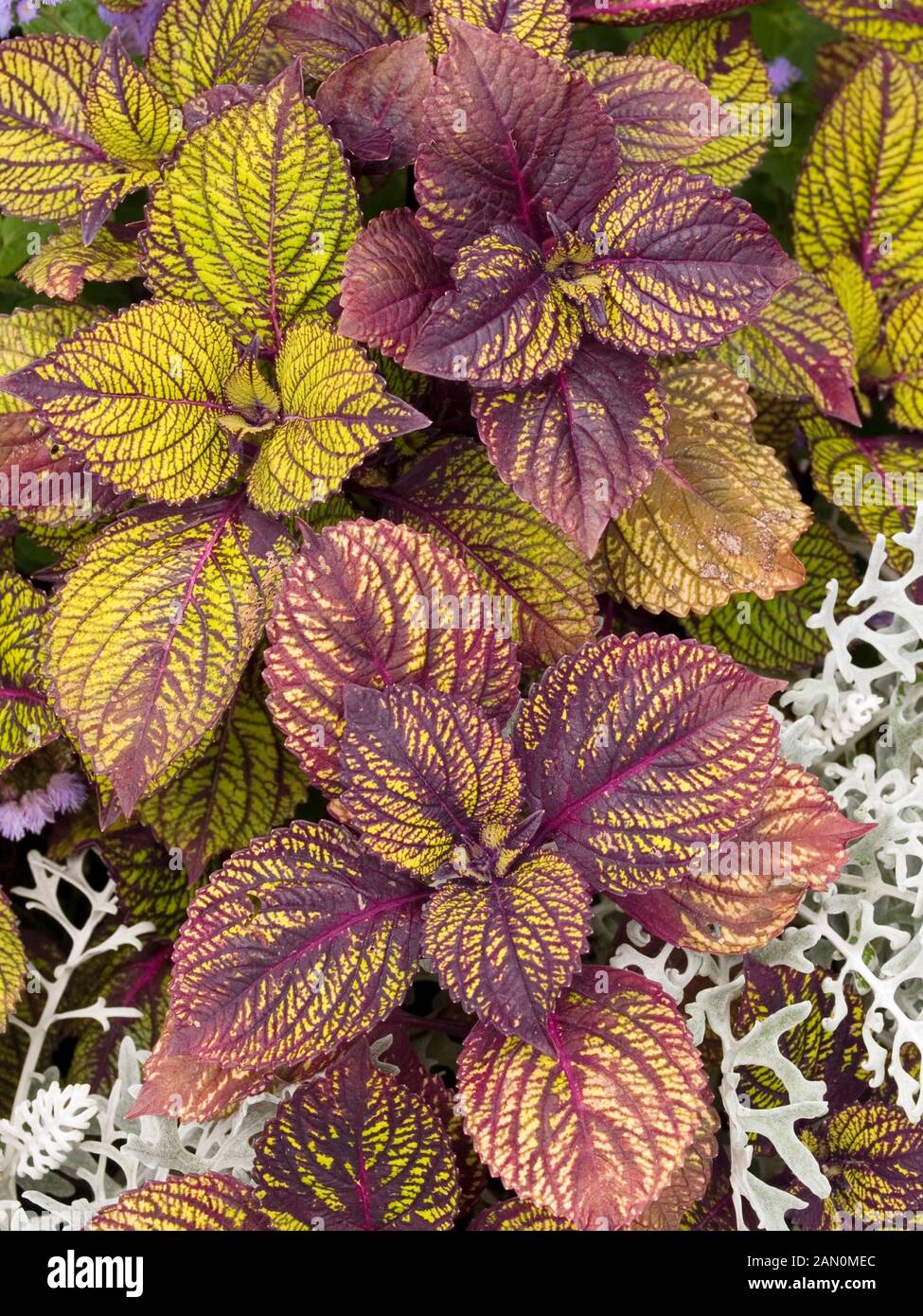 Bas résille Banque de photographies et d’images à haute résolution - Alamy