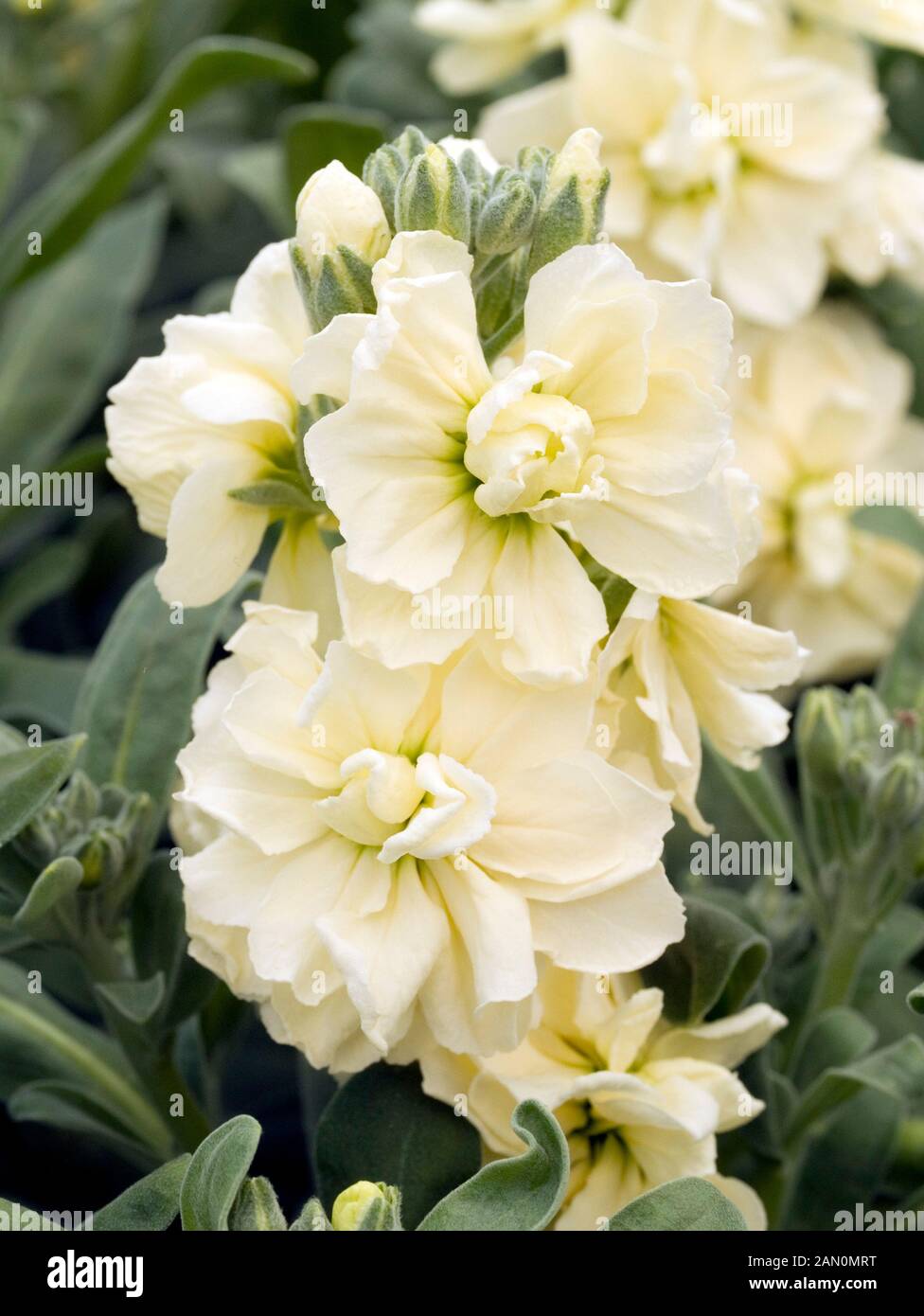 Matthiola incana Banque de photographies et d’images à haute résolution ...