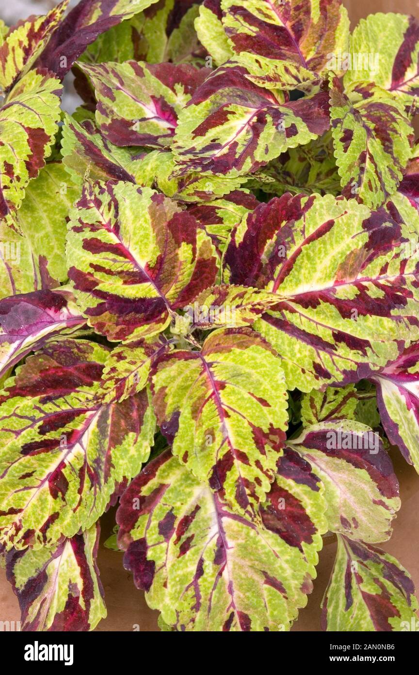 Coleus wizard Banque de photographies et d’images à haute résolution ...